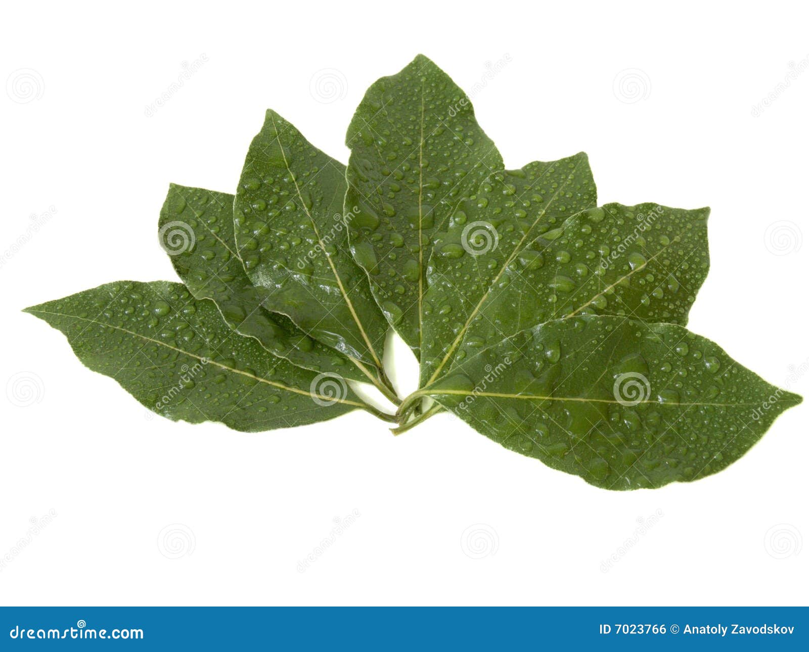 Laurel leaves stock photo. Image of culinary, isolated - 7023766