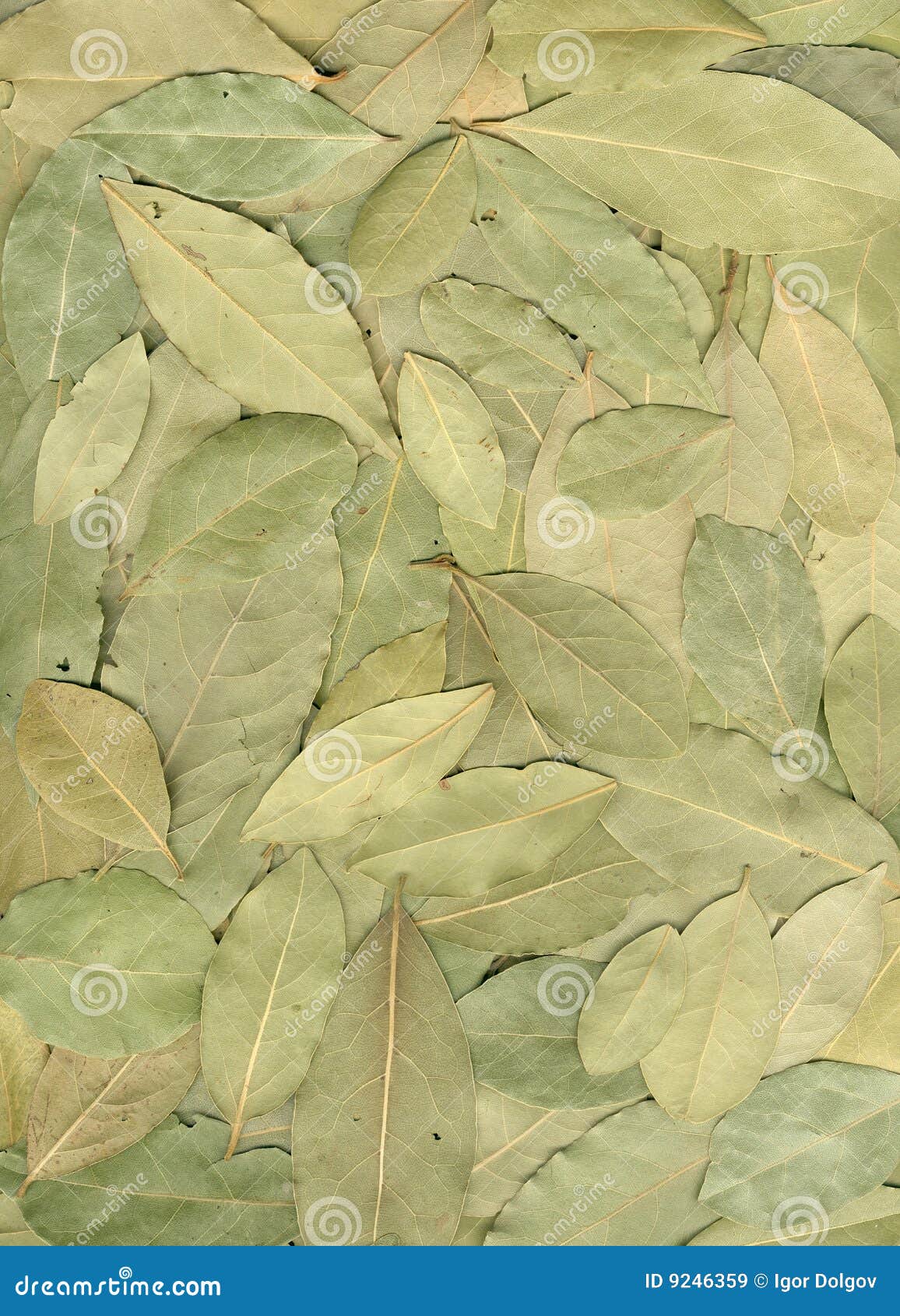 Laurel leaves stock image. Image of healthy, coloured - 9246359
