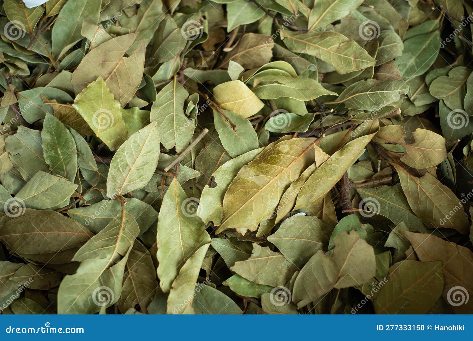 Laurel Leaves Closeup, Dried Laurel Stock Photo - Image of isolated ...