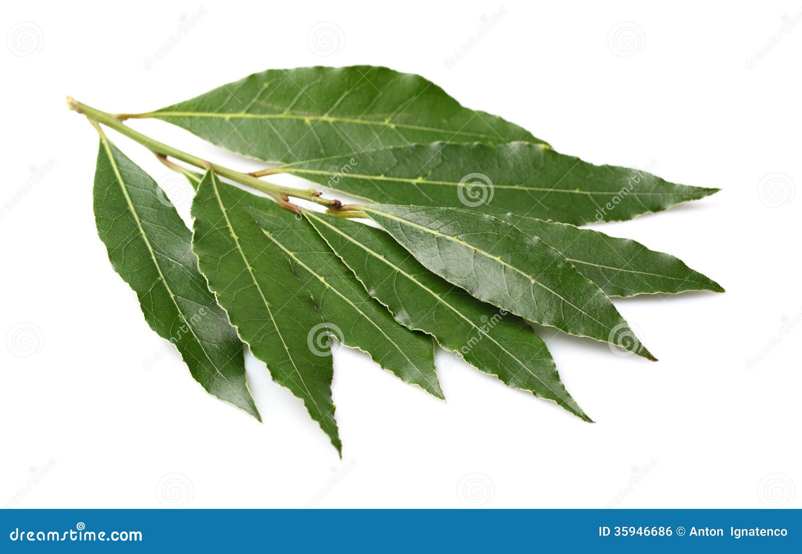 Laurel leaves stock photo. Image of nature, spice, leaf - 35946686