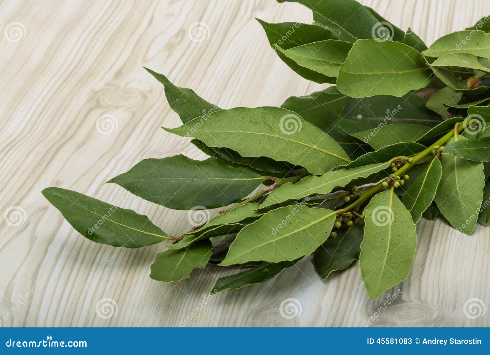 Laurel leaves stock image. Image of spices, evergreen - 45581083