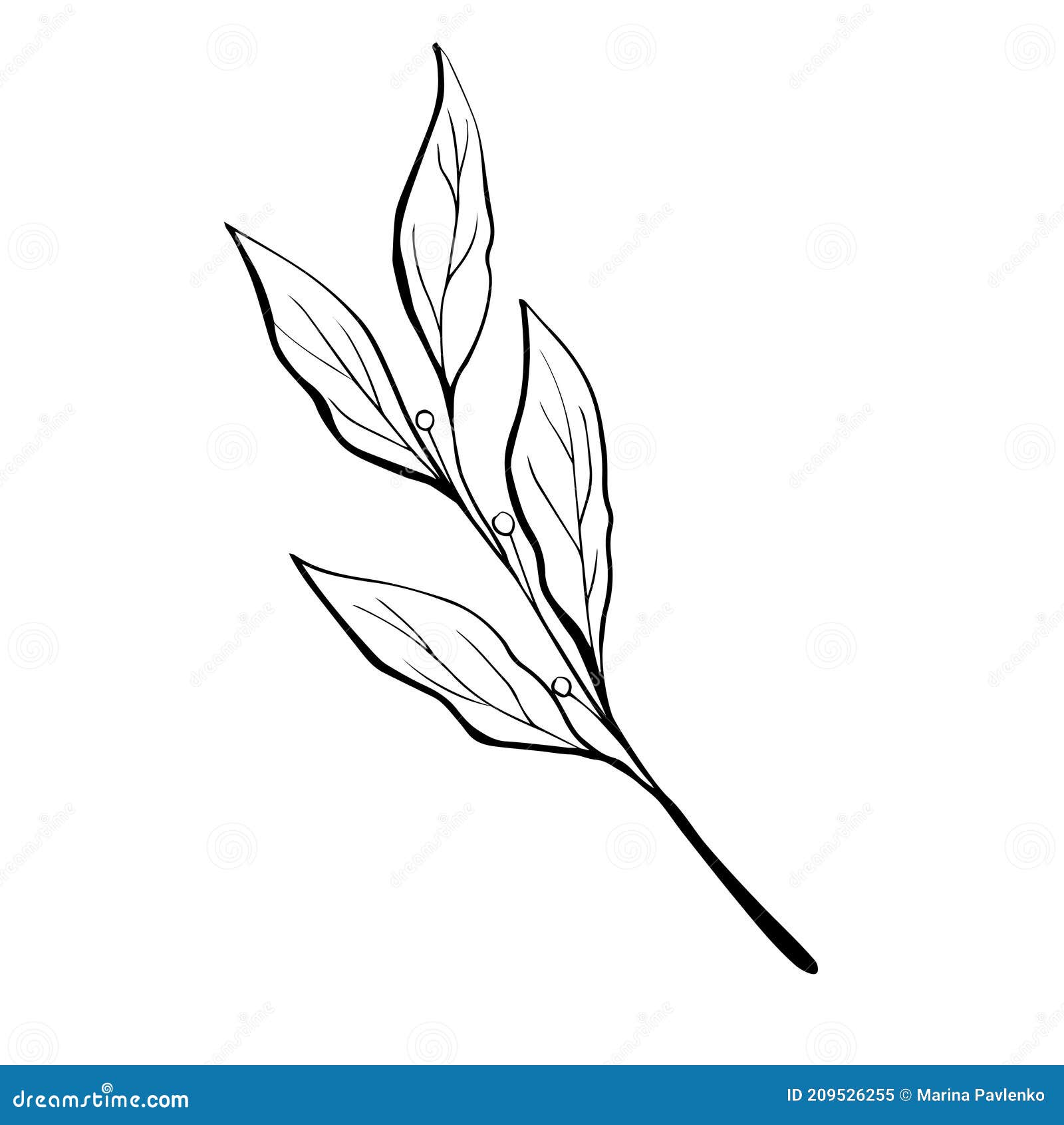 Laurel Leaves Hand Drawn Illustration. Isolated on White Background ...