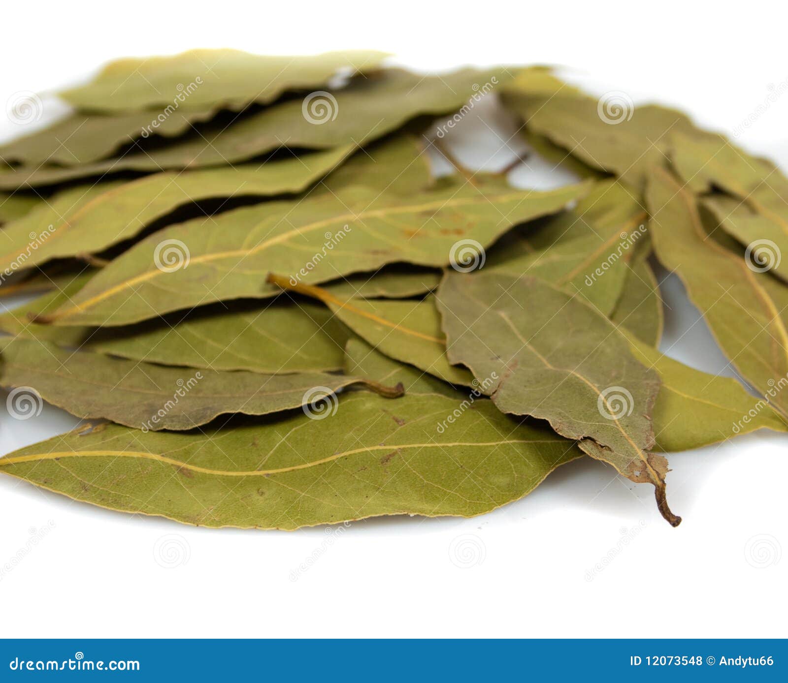 Laurel leaves isolated stock photo. Image of ingredient - 12073548