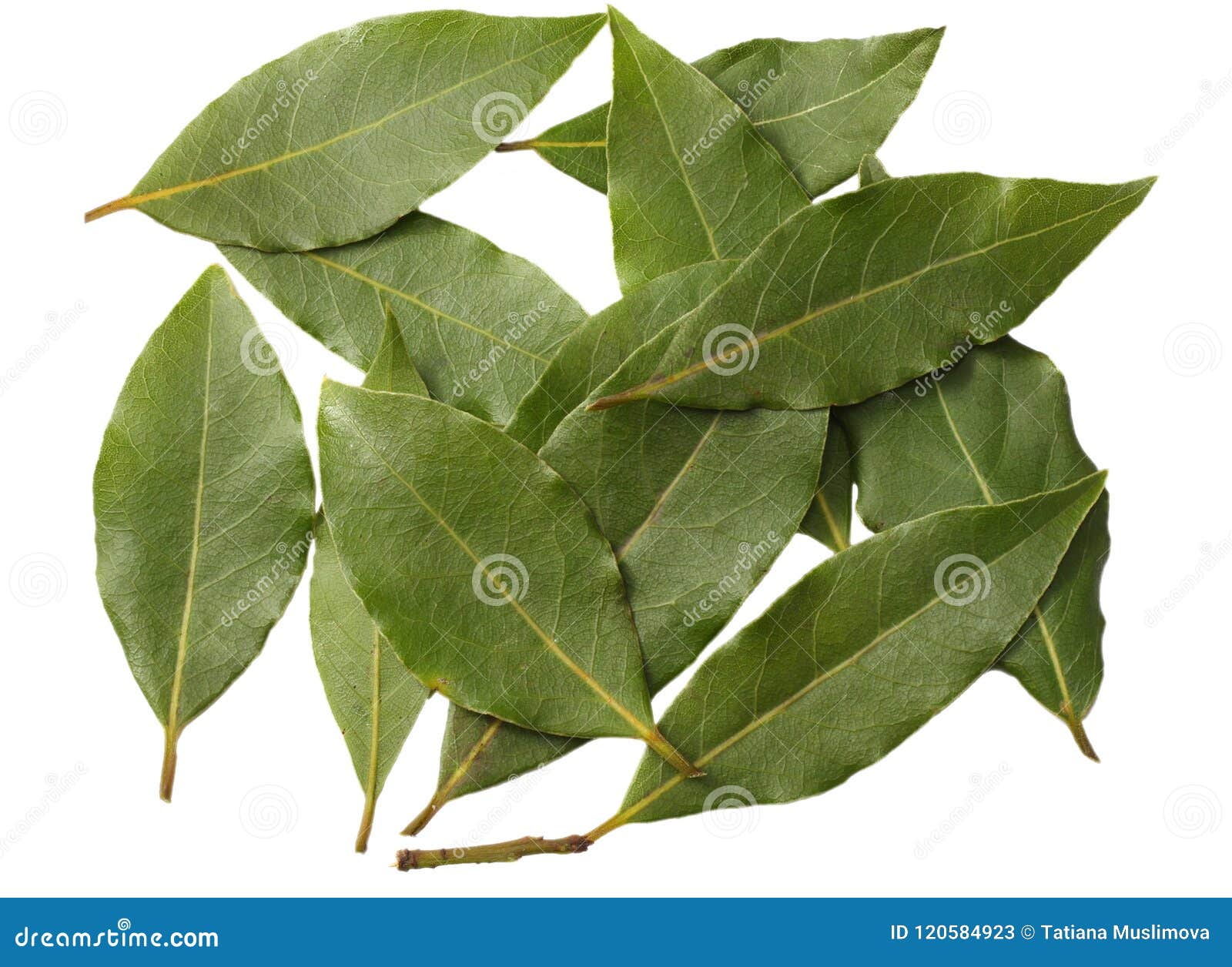 Laurel Leaves Isolated on White Background Stock Image - Image of ...