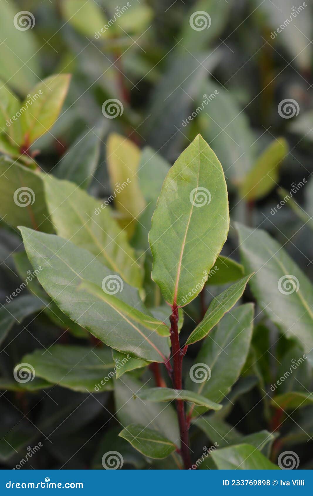 Laurel leaves stock photo. Image of grecian, botany - 233769898