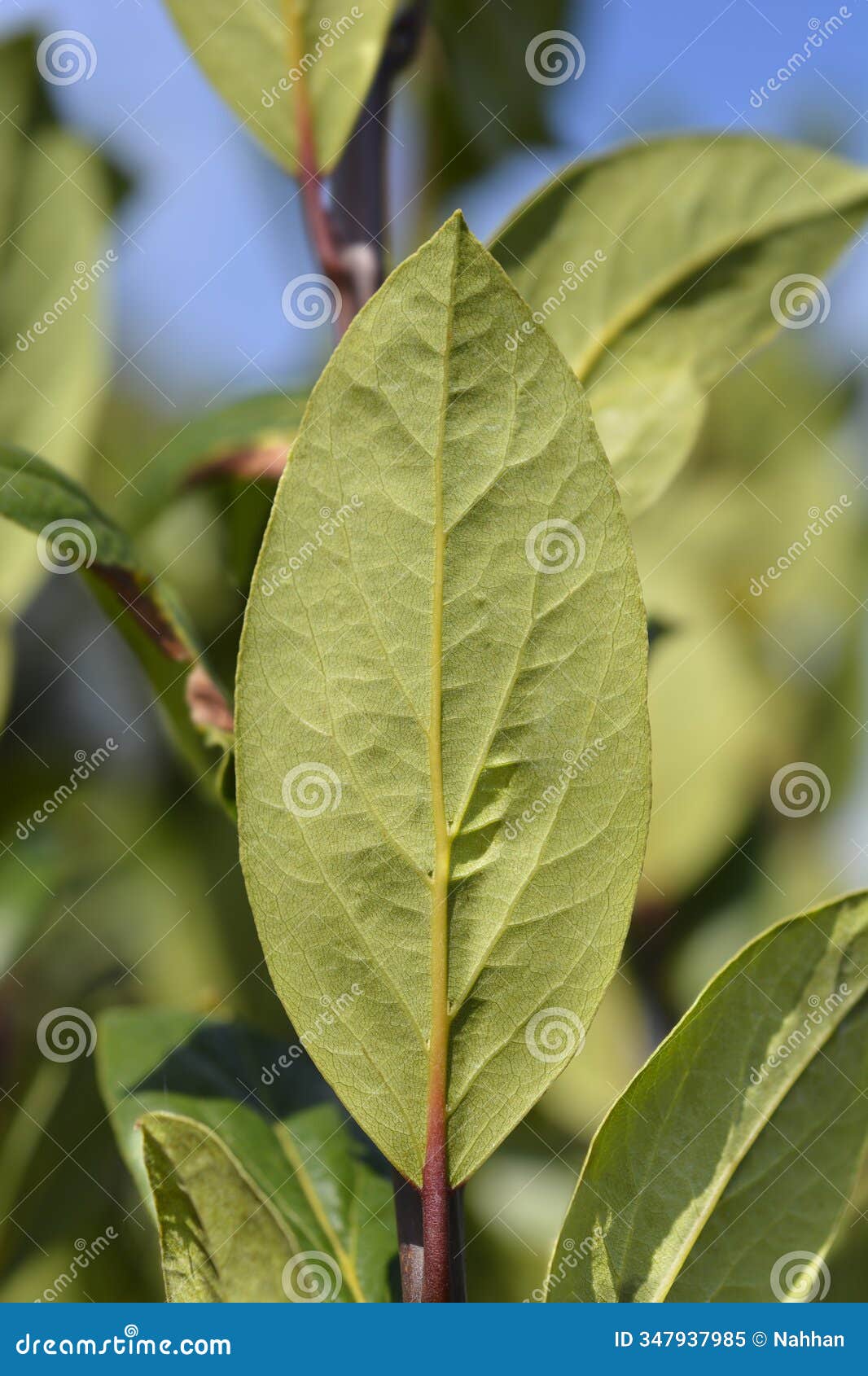 Laurel leaves stock image. Image of plant, grecian, laurel - 347937985