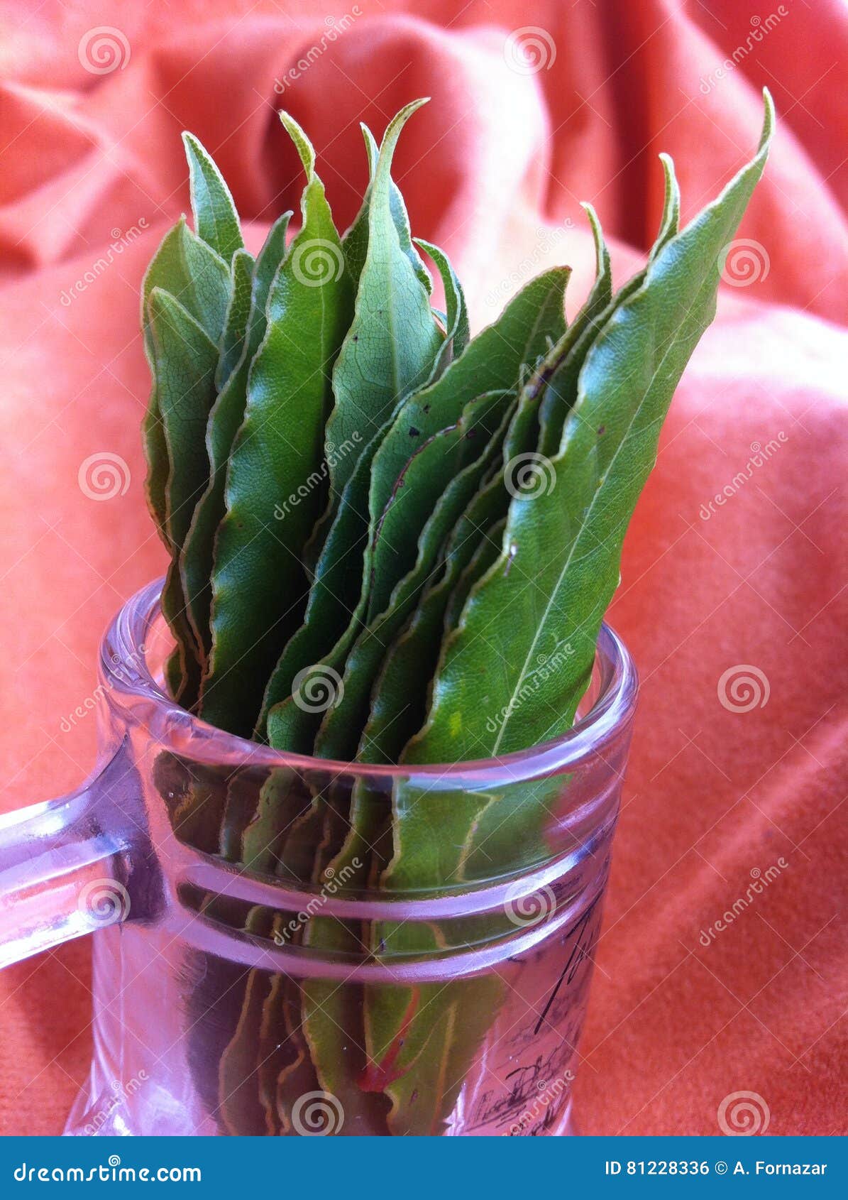 Laurel stock photo. Image of laurel, winter, small, prepared - 81228336