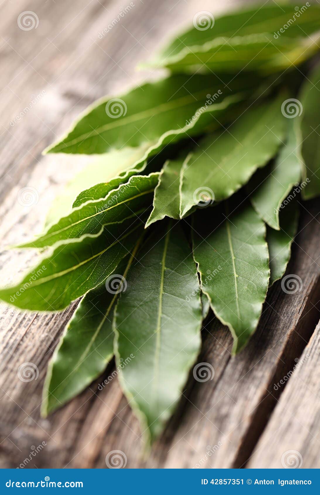 Laurel leaves stock image. Image of plant, background - 42857351