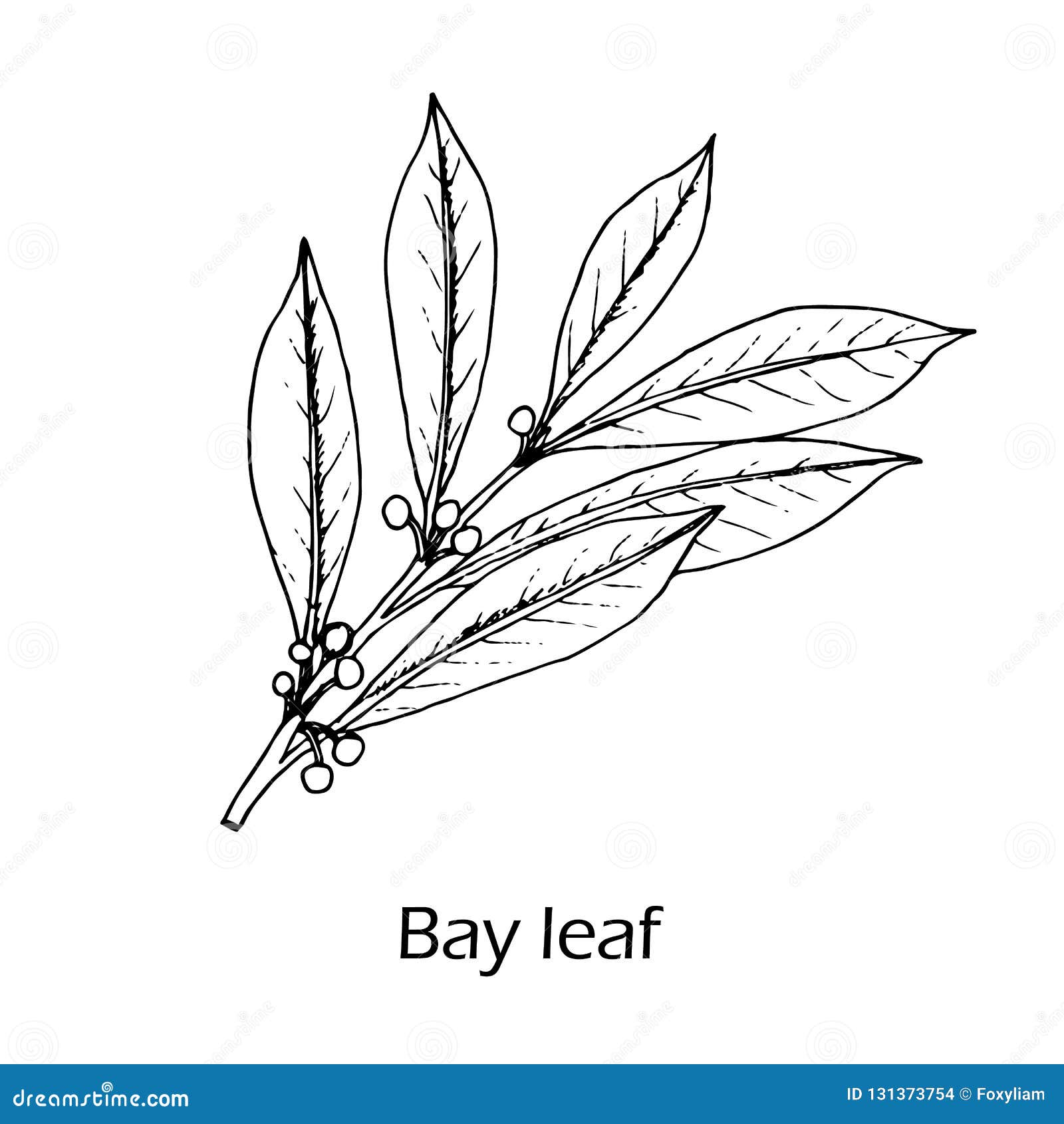 Laurel Medicinal Y De La Cocina De La Planta Ilustración del Vector ...
