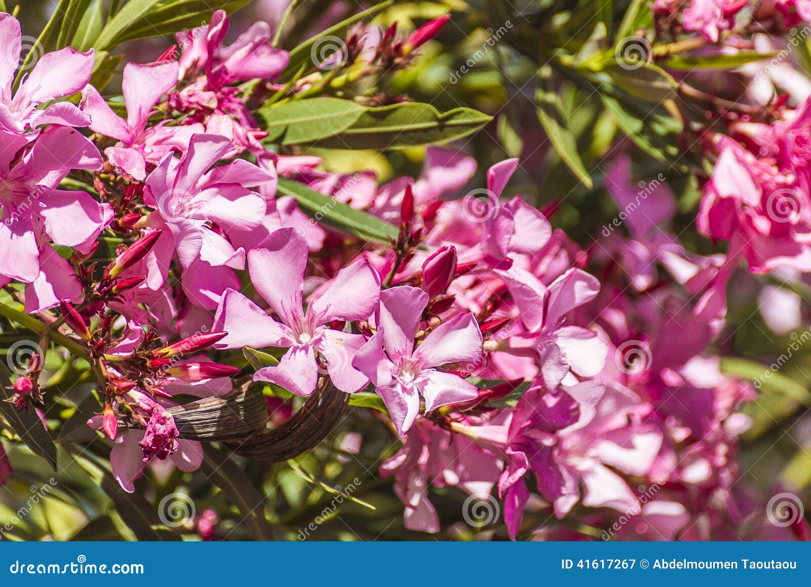 Laurel stock image. Image of beautiful, macro, mediterranean - 41617267