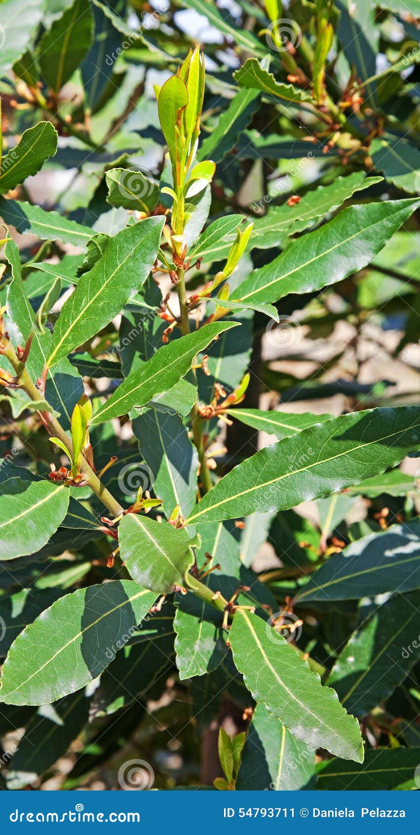 Laurel stock image. Image of nature, plant, garden, mediterranean ...