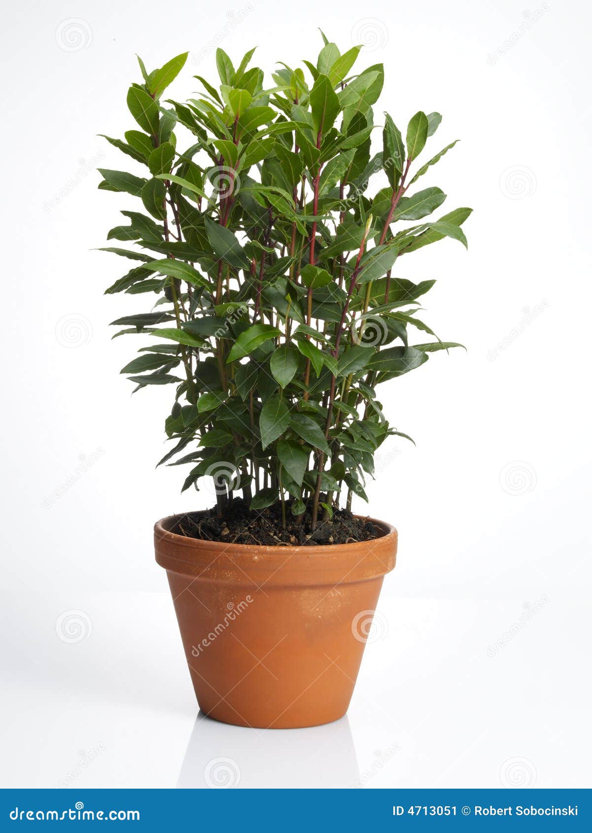 Laurel plant in pot stock image. Image of laurel, laurels - 4713051