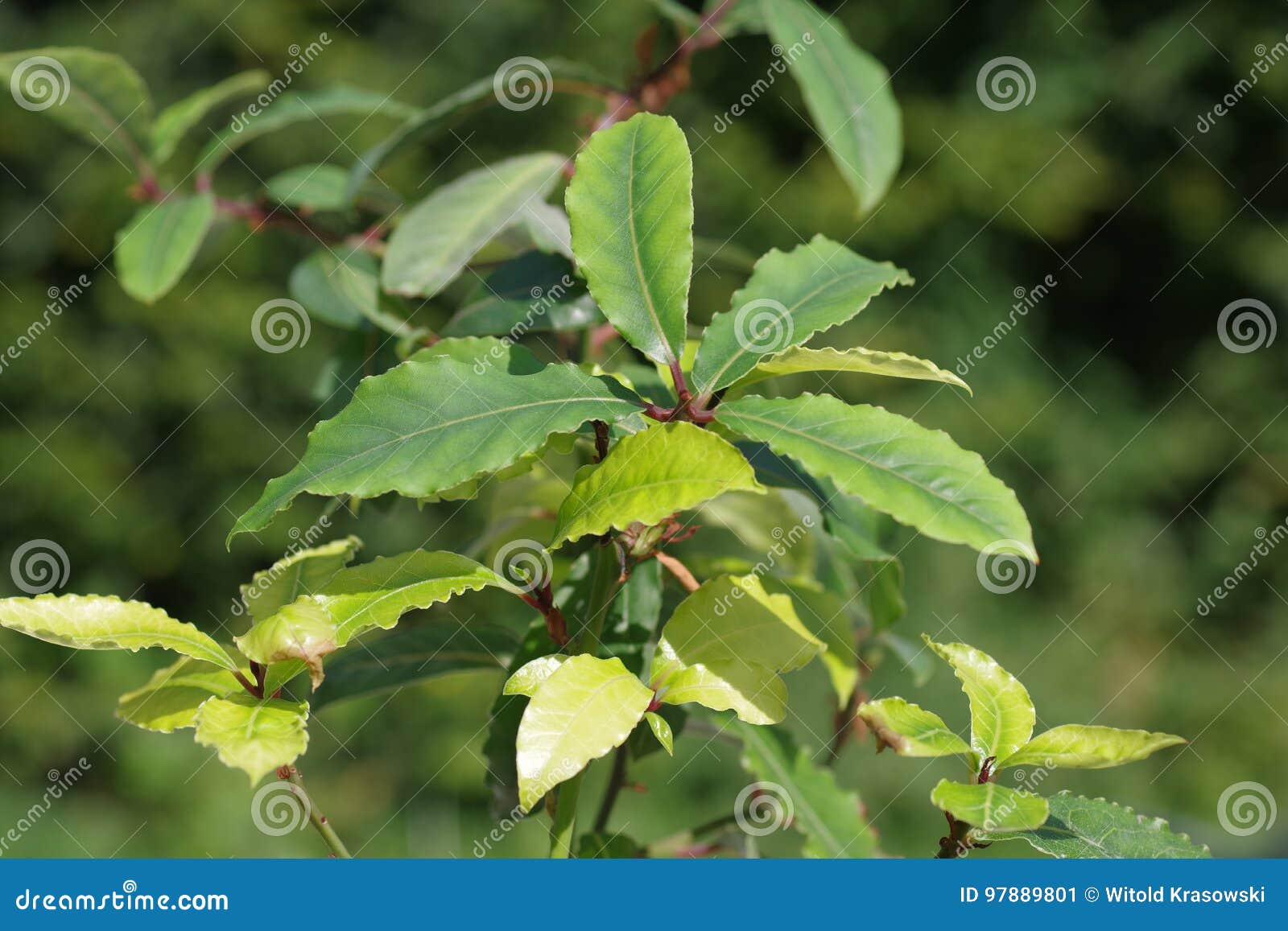 Laurel plant stock image. Image of isolated, shot, gardening - 97889801