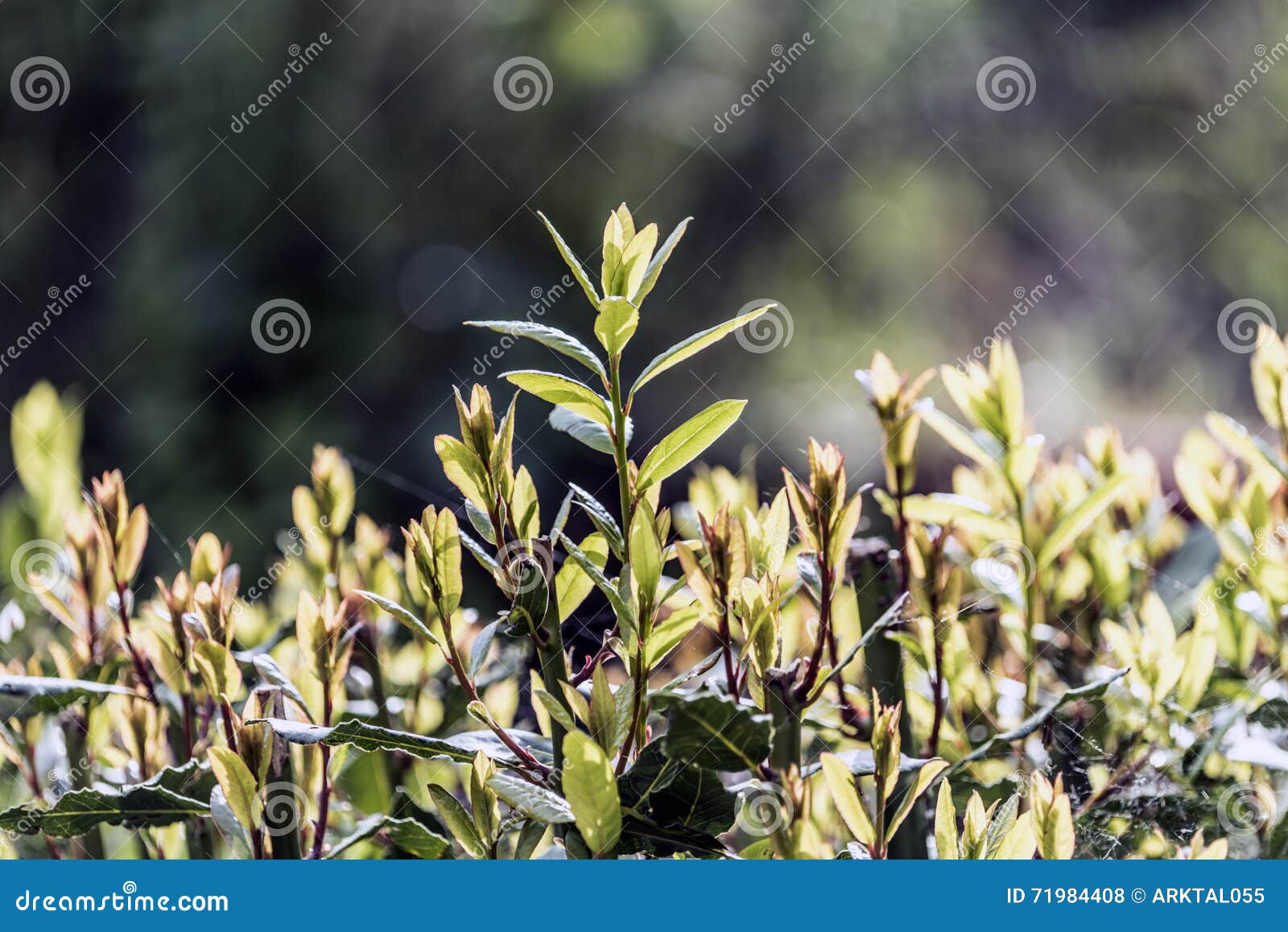 Laurel plant stock photo. Image of branches, leaves, cooking - 71984408