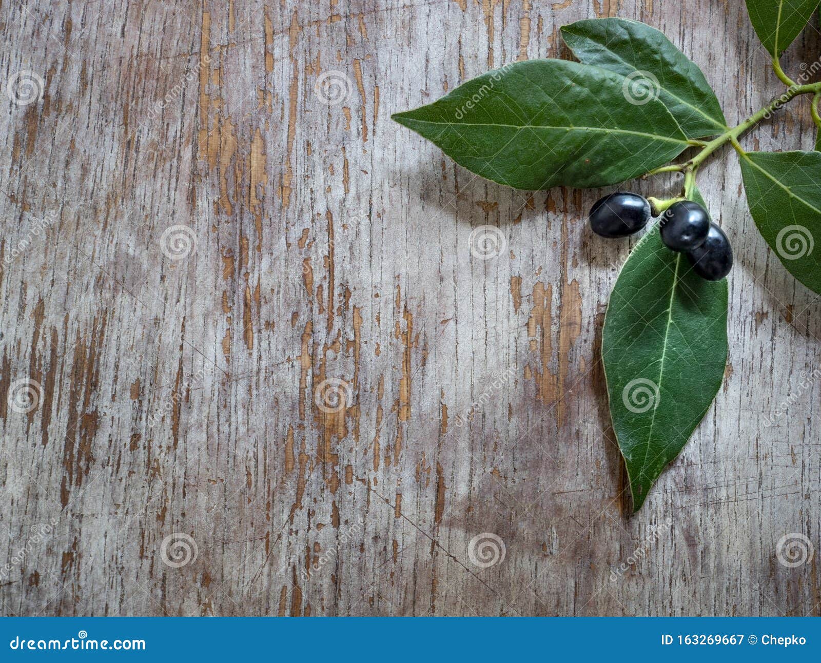 Laurel Ramas Con Fondo De Madera Antiguo Imagen de archivo - Imagen de ...