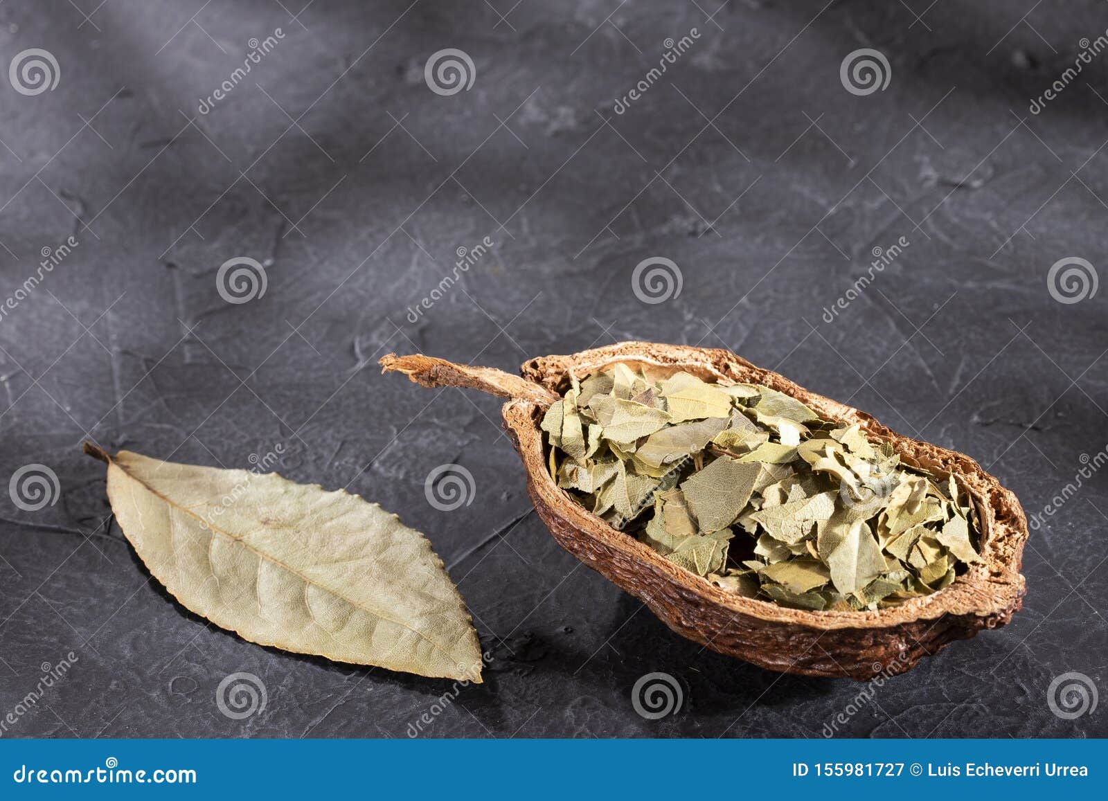 Laurel Seco Y Laurel Terrestre - Laurus Nobilis Espacio De Texto Imagen ...