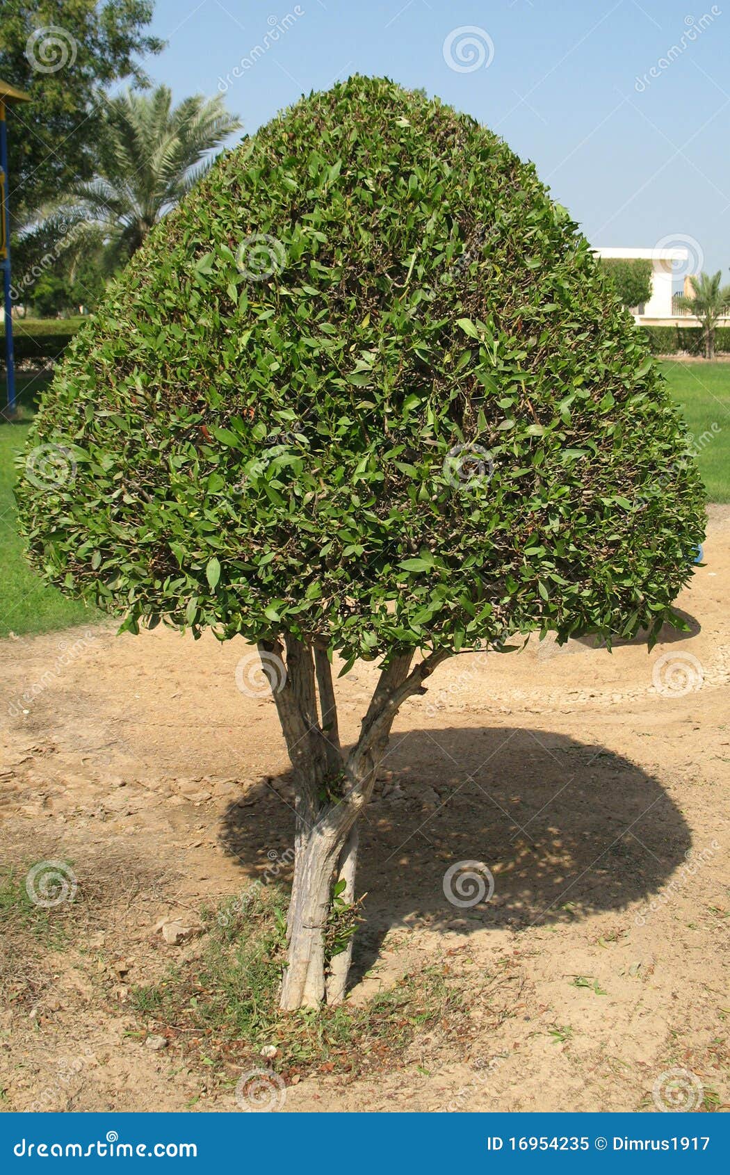 Laurel tree stock image. Image of green, park, white - 16954235