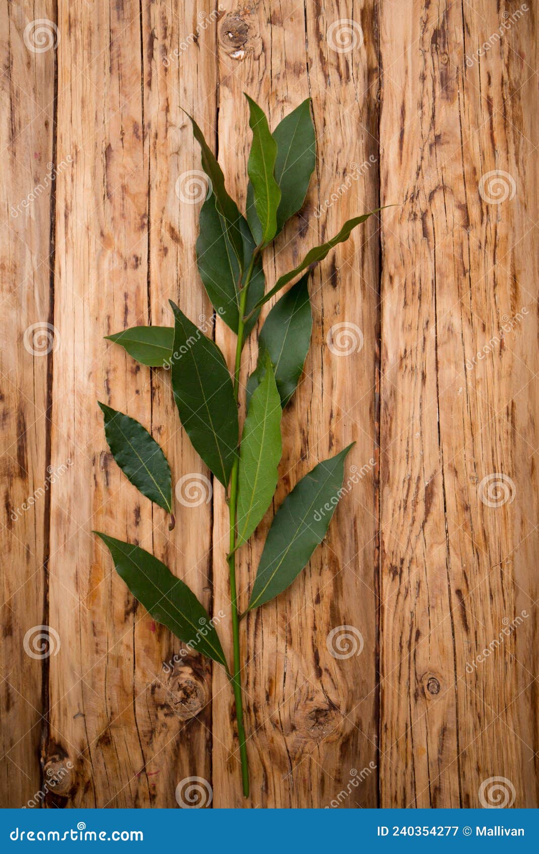 Laurel Tree Branch in Rustic Style Stock Image - Image of color ...