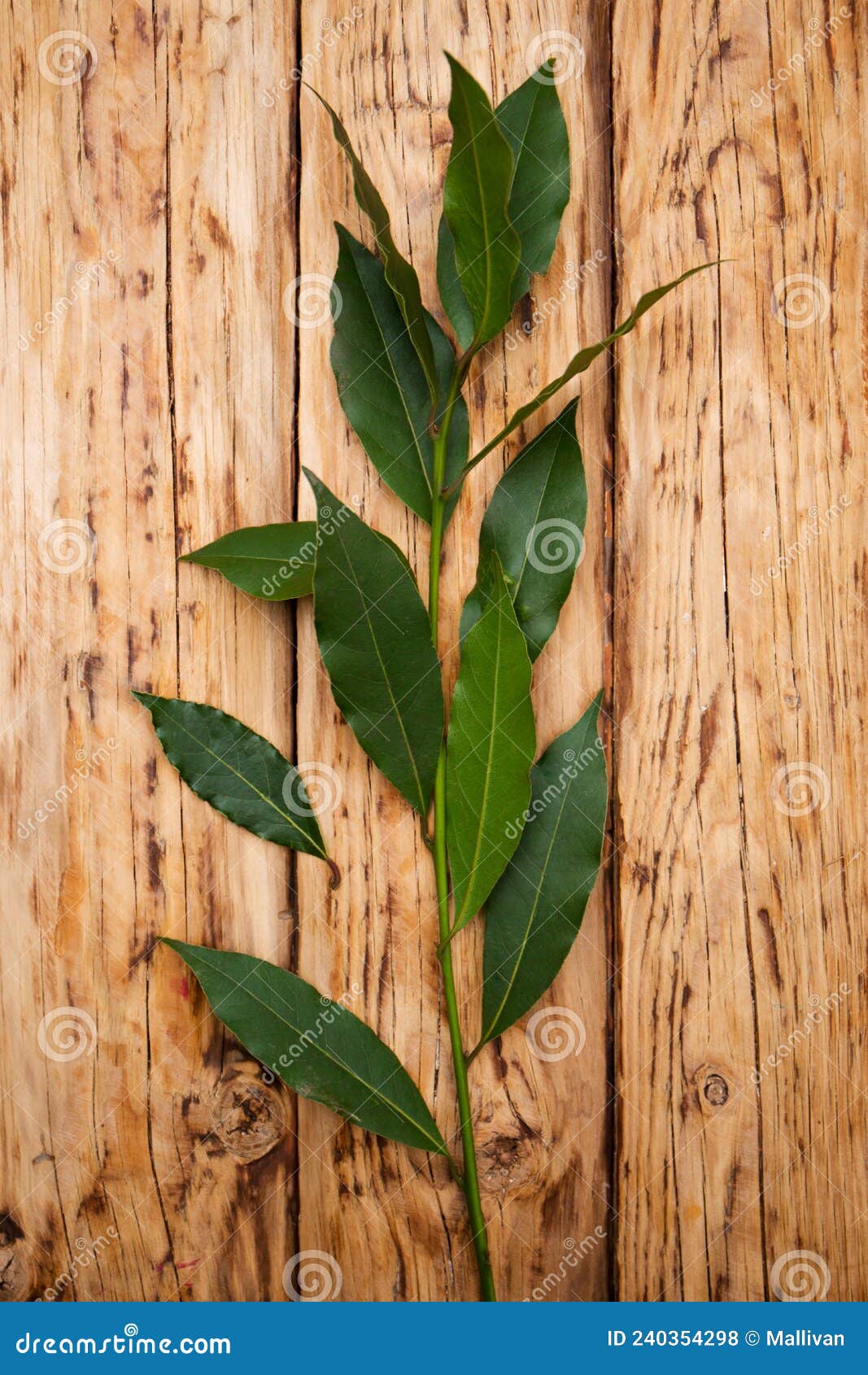 Laurel tree branch stock photo. Image of botanic, nature - 240354298