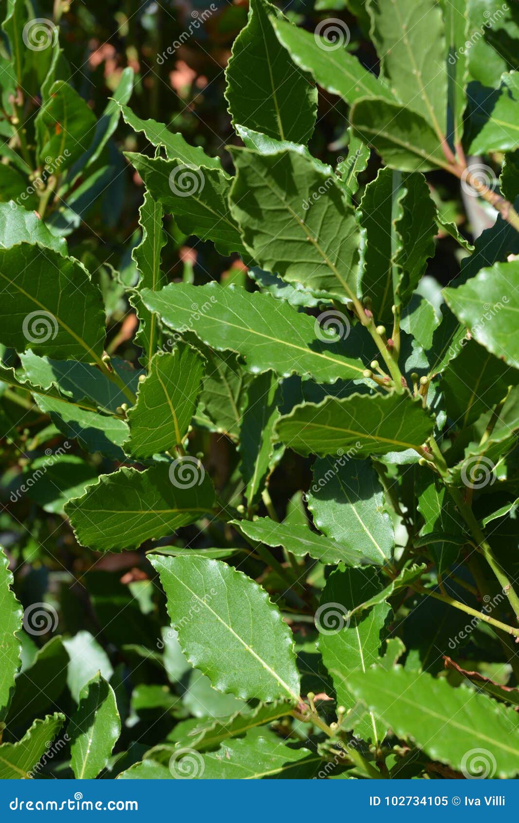 Laurel tree stock image. Image of sunny, gree, leaves - 102734105
