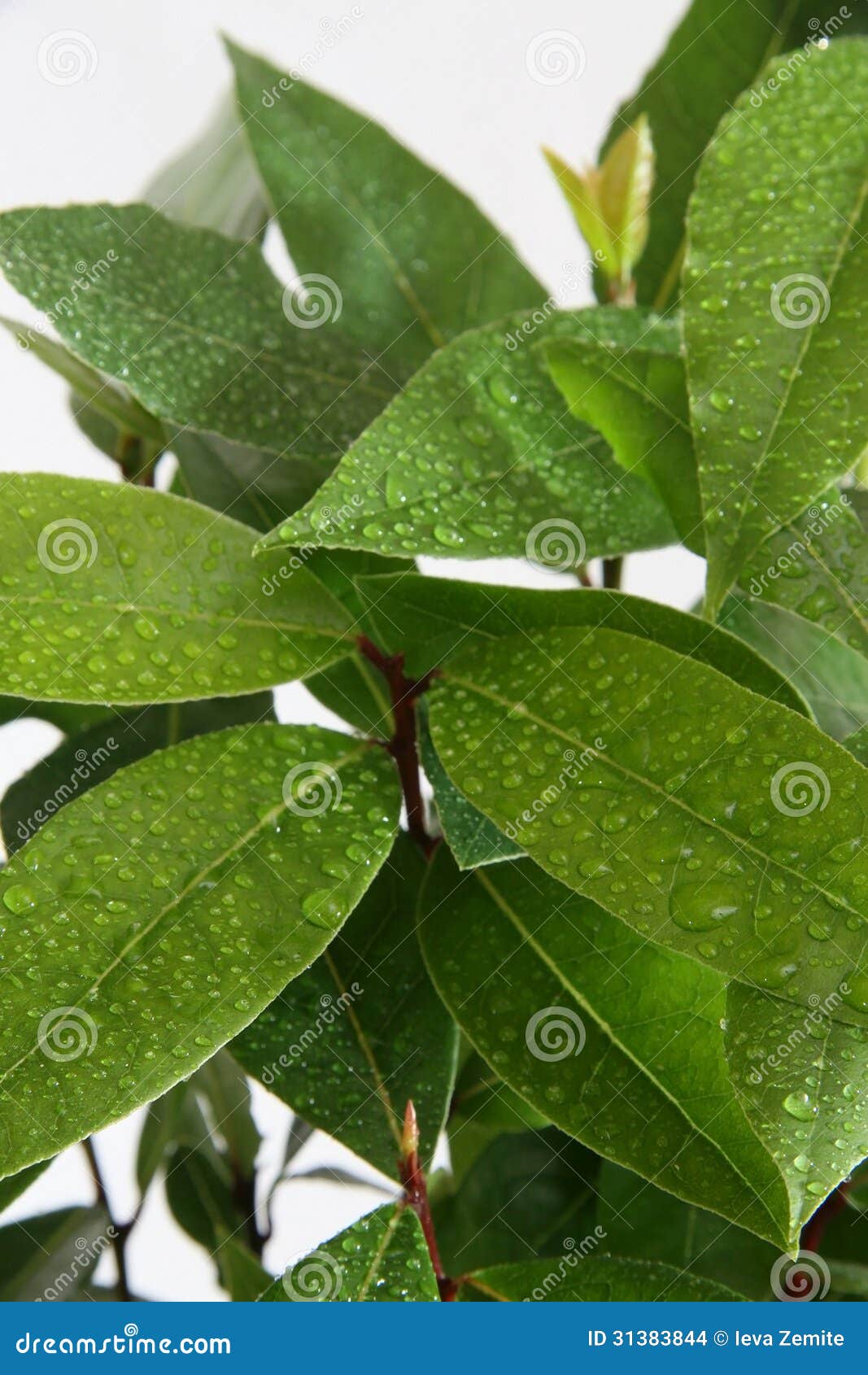 Laurel tree stock photo. Image of heap, herb, close, culture - 31383844