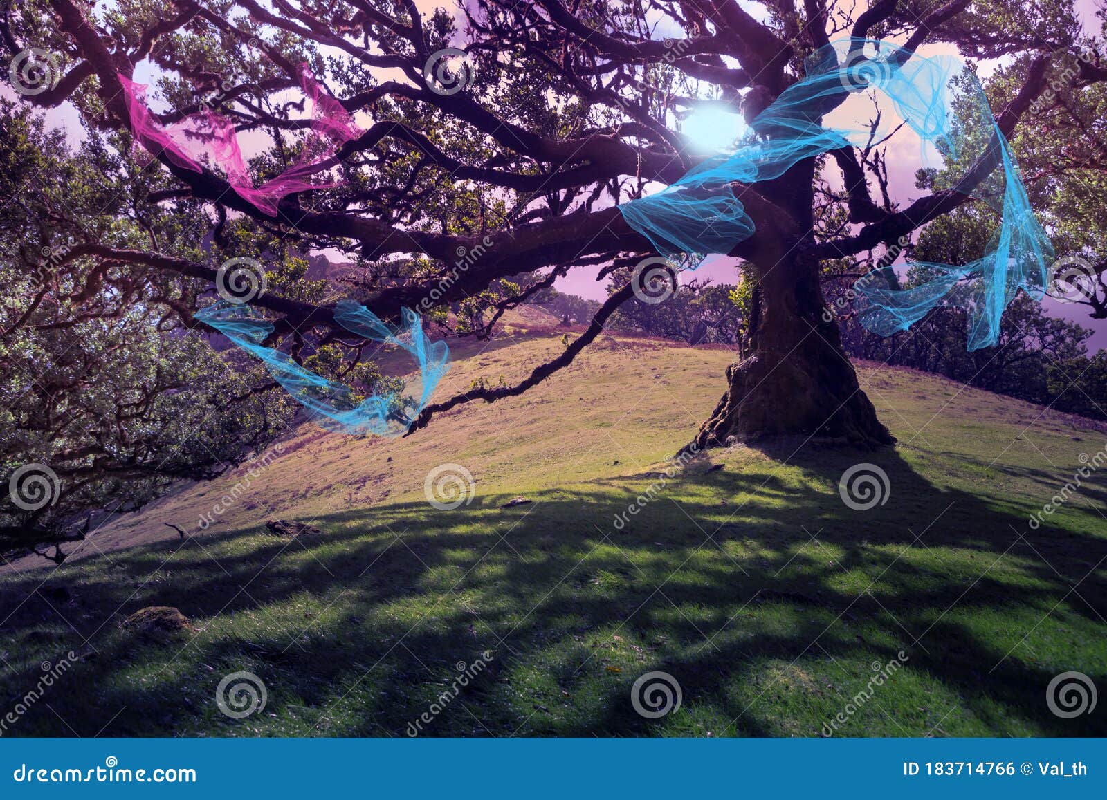 Laurel tree stock photo. Image of seascape, phenomenon - 183714766