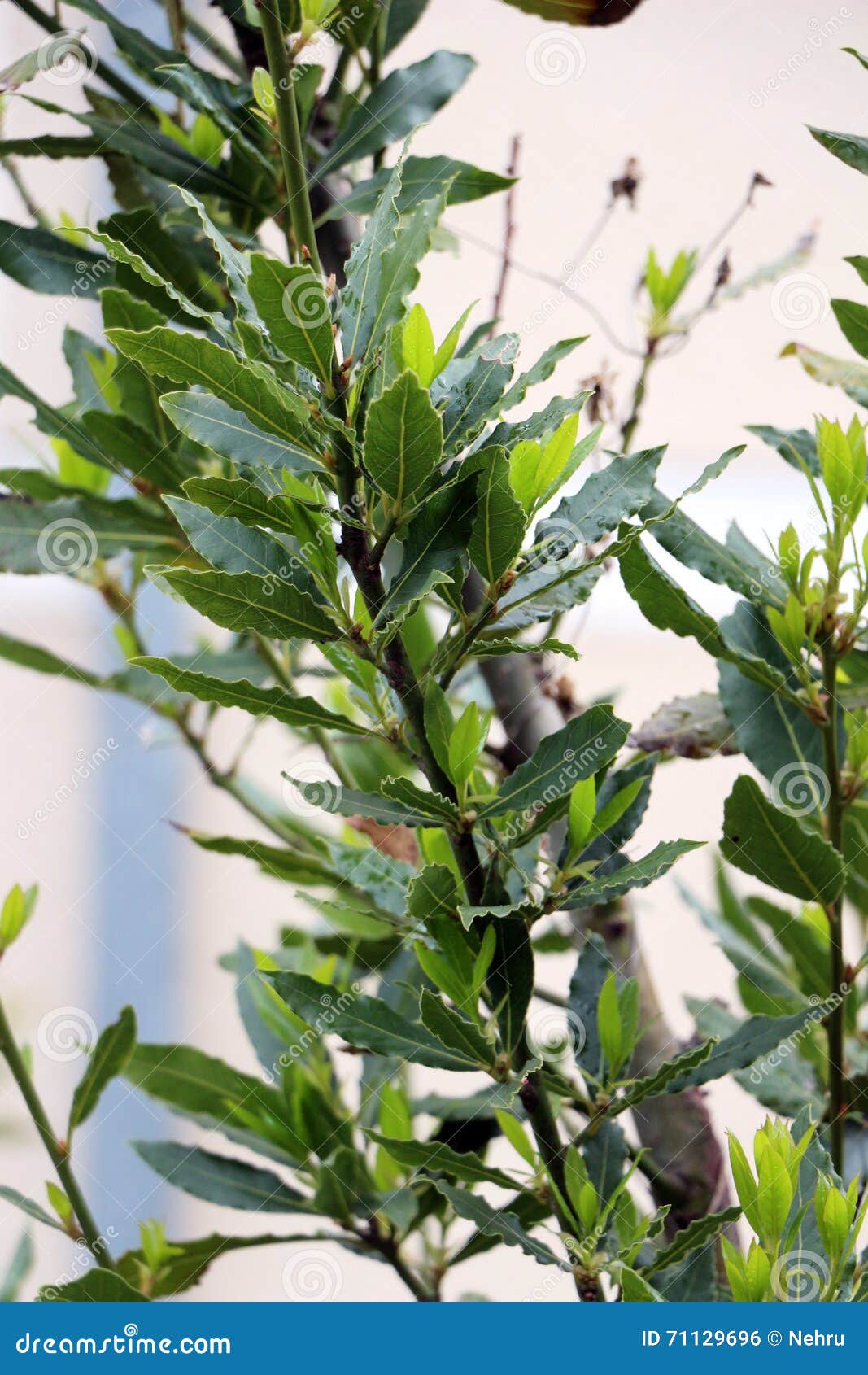 Laurel tree stock photo. Image of aroma, taste, plant - 71129696
