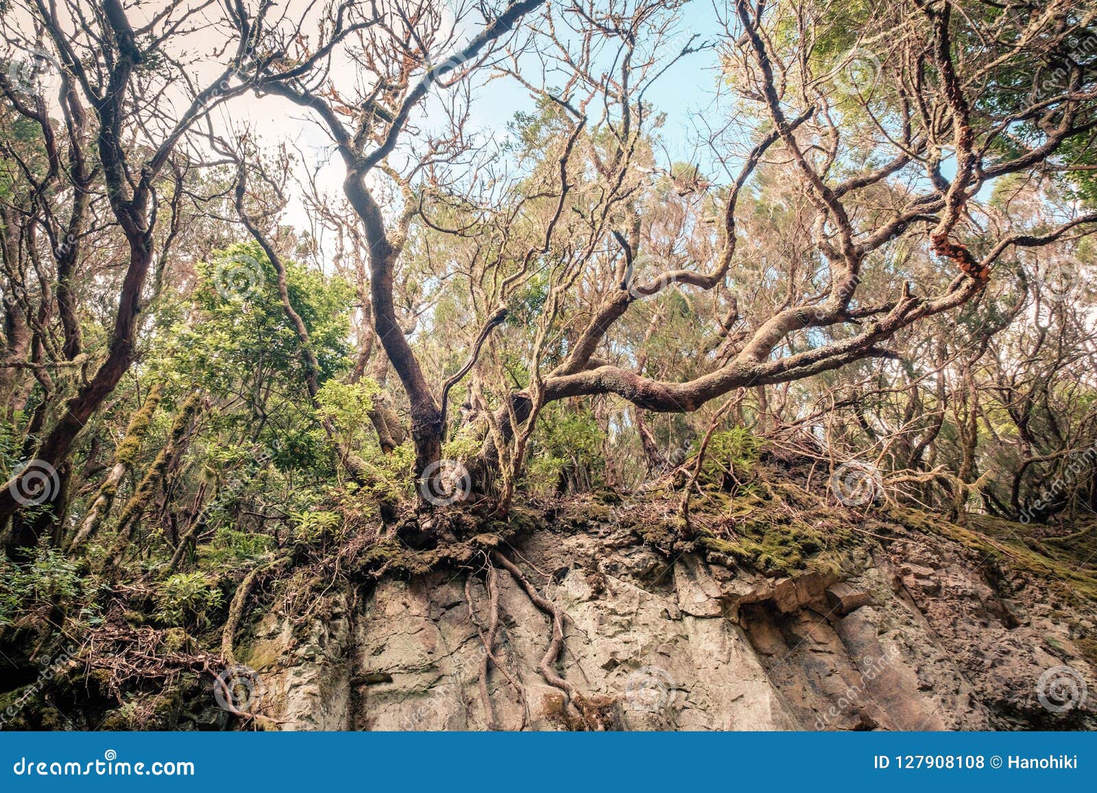 Laurel Tree and Roots in Thick Forest, Tenerife Stock Photo - Image of ...