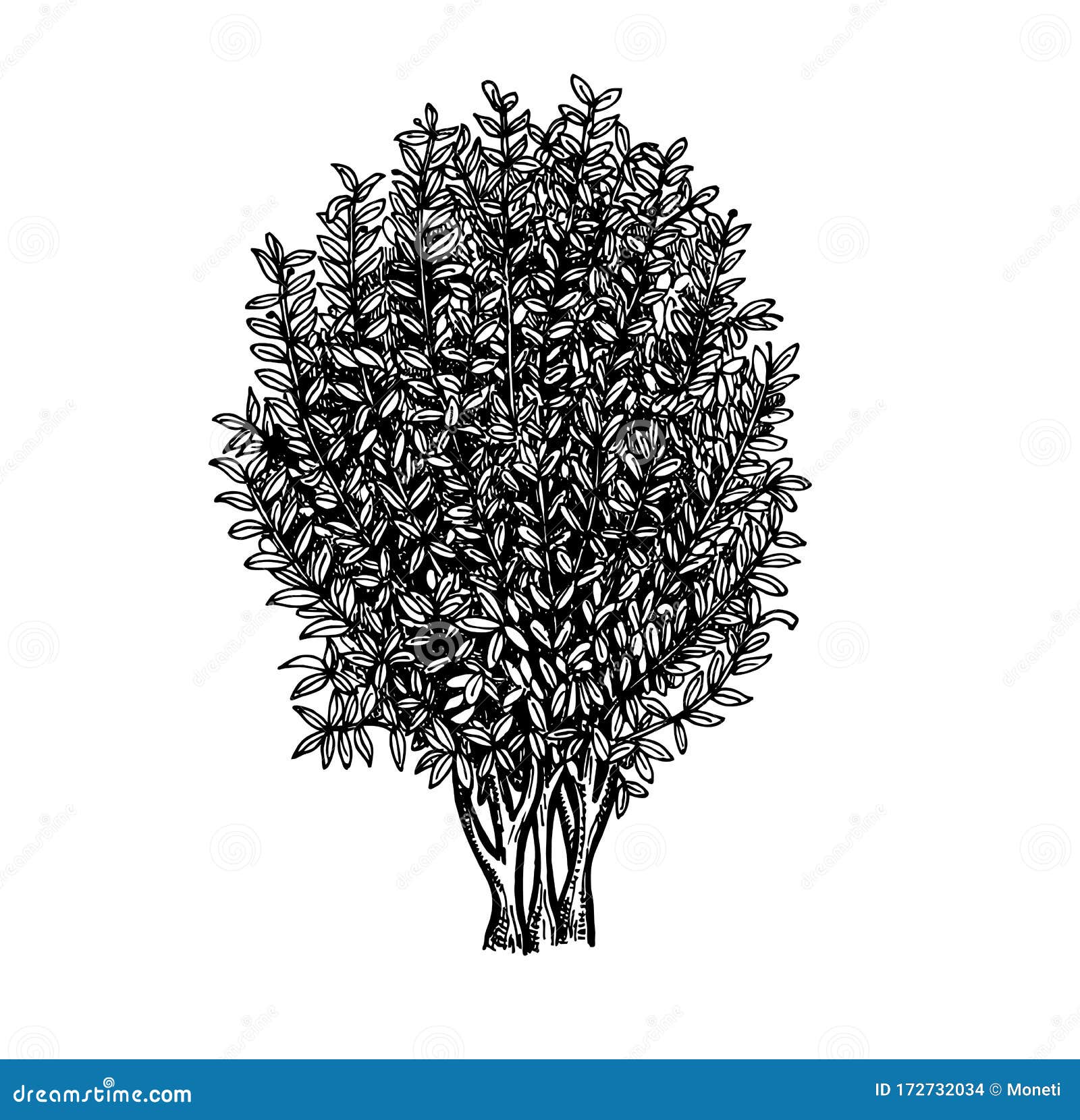 Laurel Tree Sketch. Ink Sketch Isolated On White Background. Hand Drawn ...