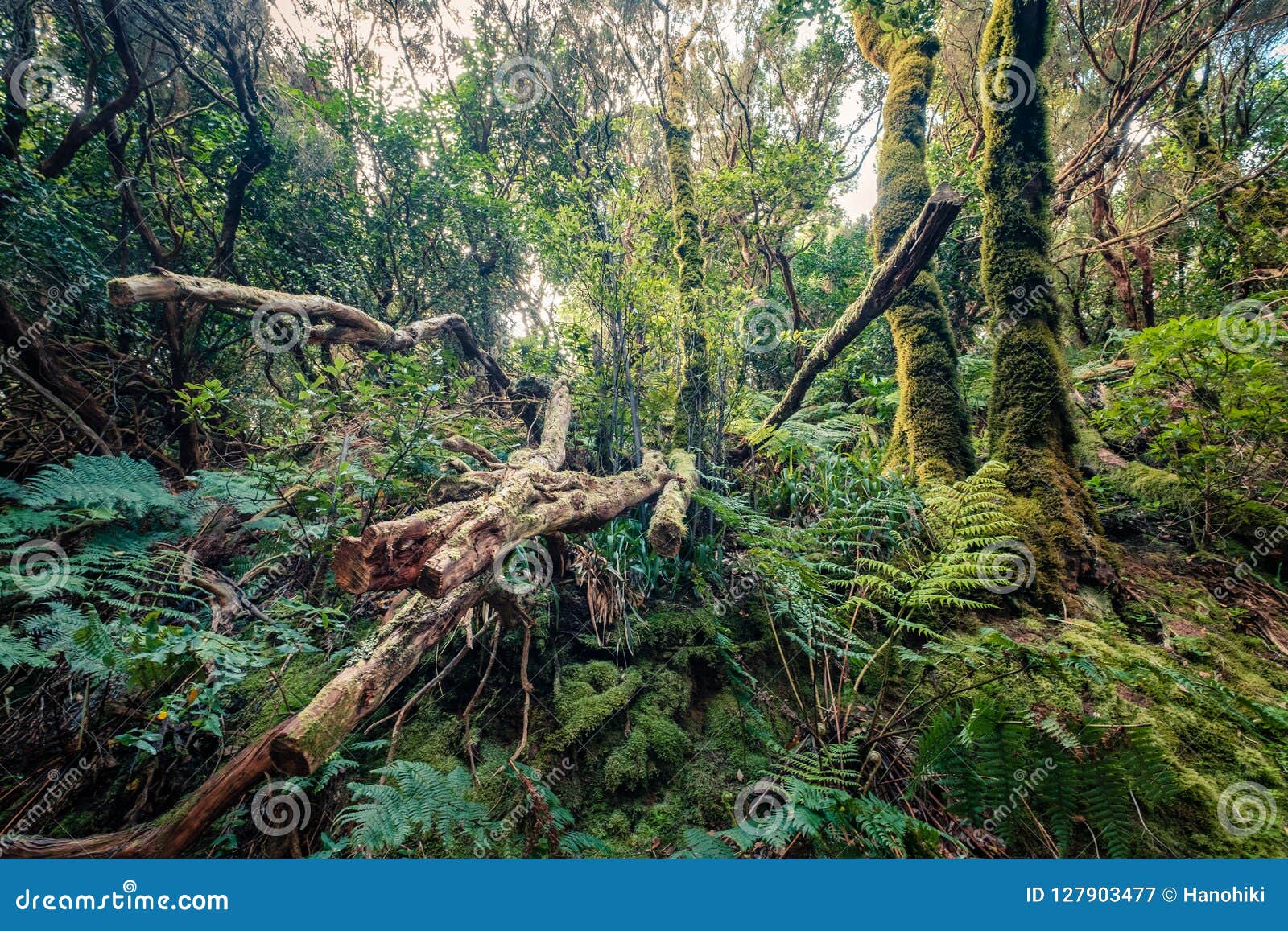 Laurel Trees Inside Thick Forest, Rainforest Stock Image - Image of ...