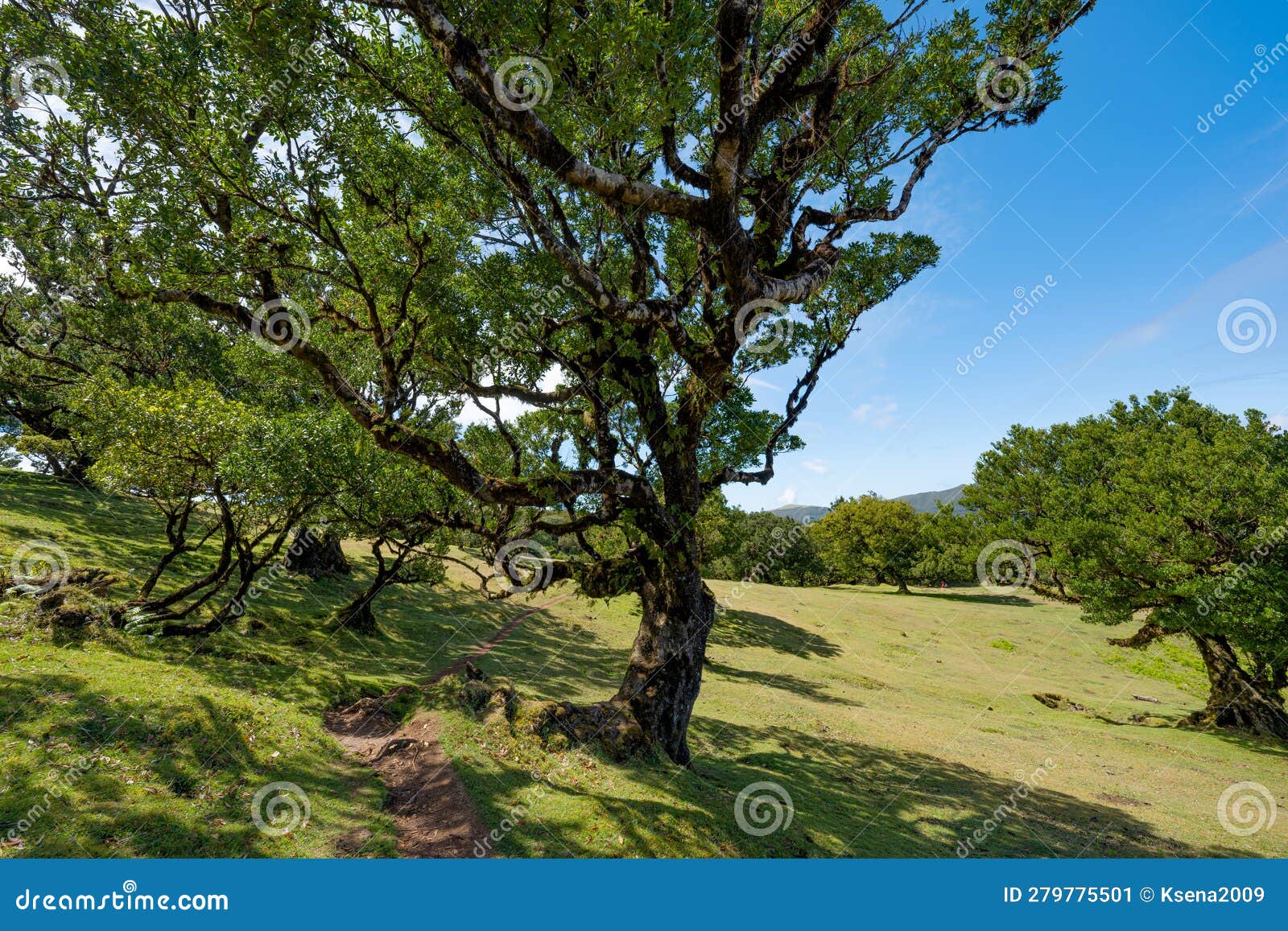 Laurel Trees on Madeira Island on a Sunny Day Stock Image - Image of ...