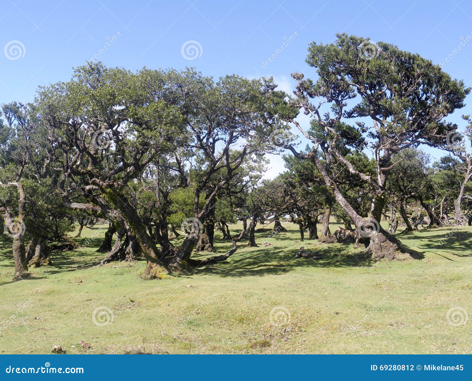 Laurel trees in Madeira stock photo. Image of trees, tall - 69280812