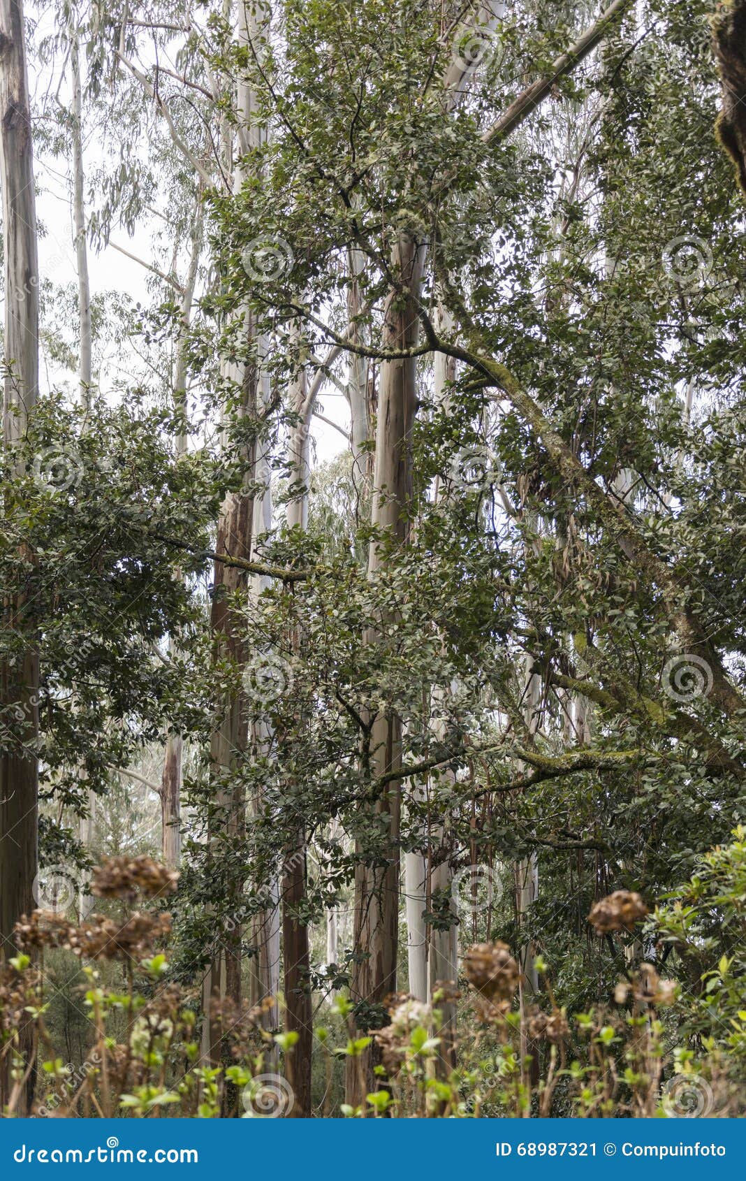 Laurel trees on madeira stock image. Image of forest - 68987321