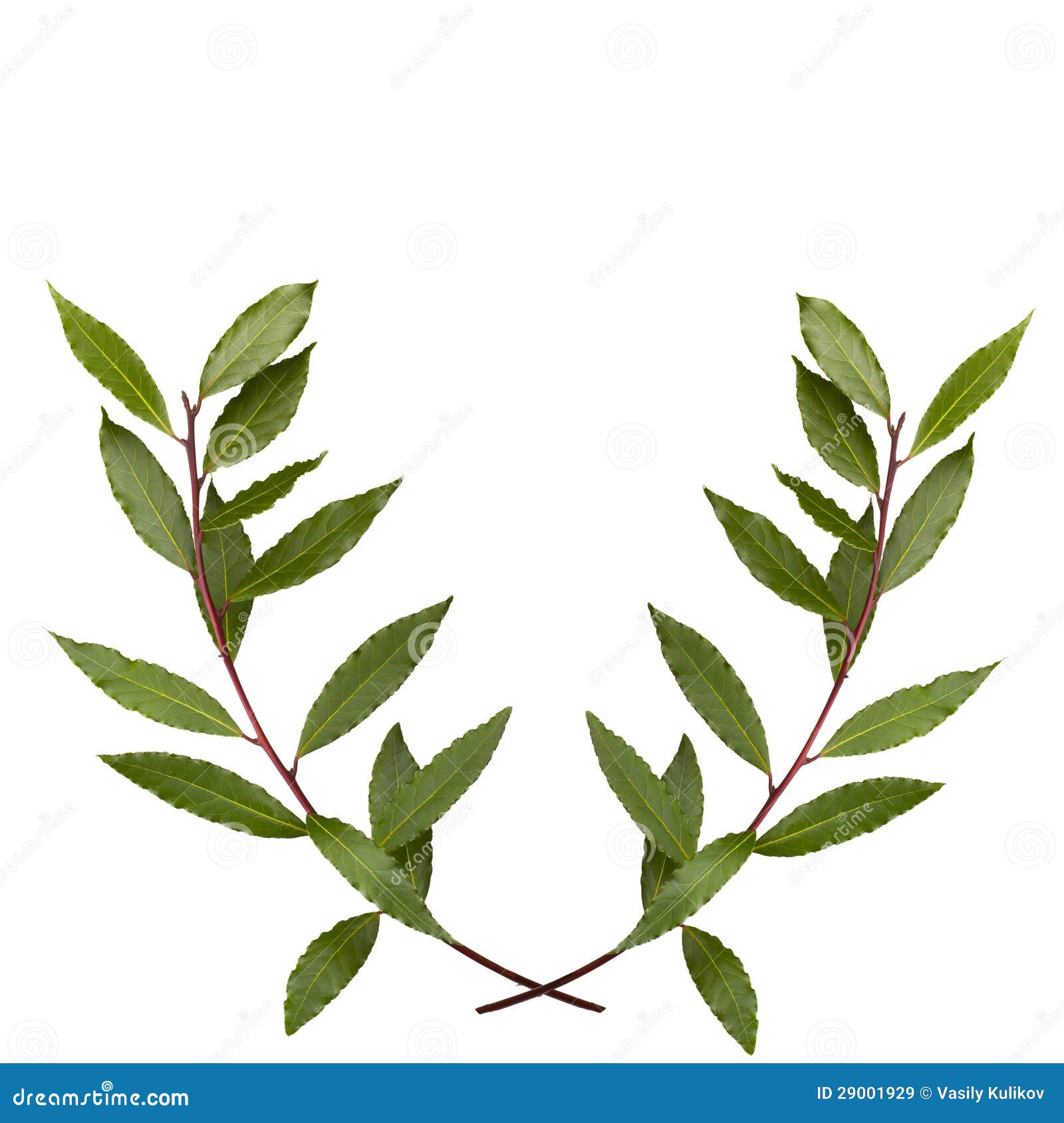 Laurel wreath stock image. Image of branch, plant, background - 29001929