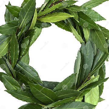 Laurel wreath stock image. Image of wreath, history, traditional - 29882181