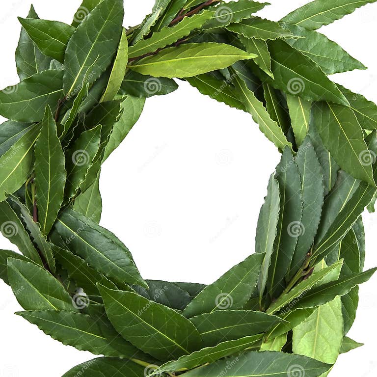 Laurel wreath stock image. Image of wreath, history, traditional - 29882181