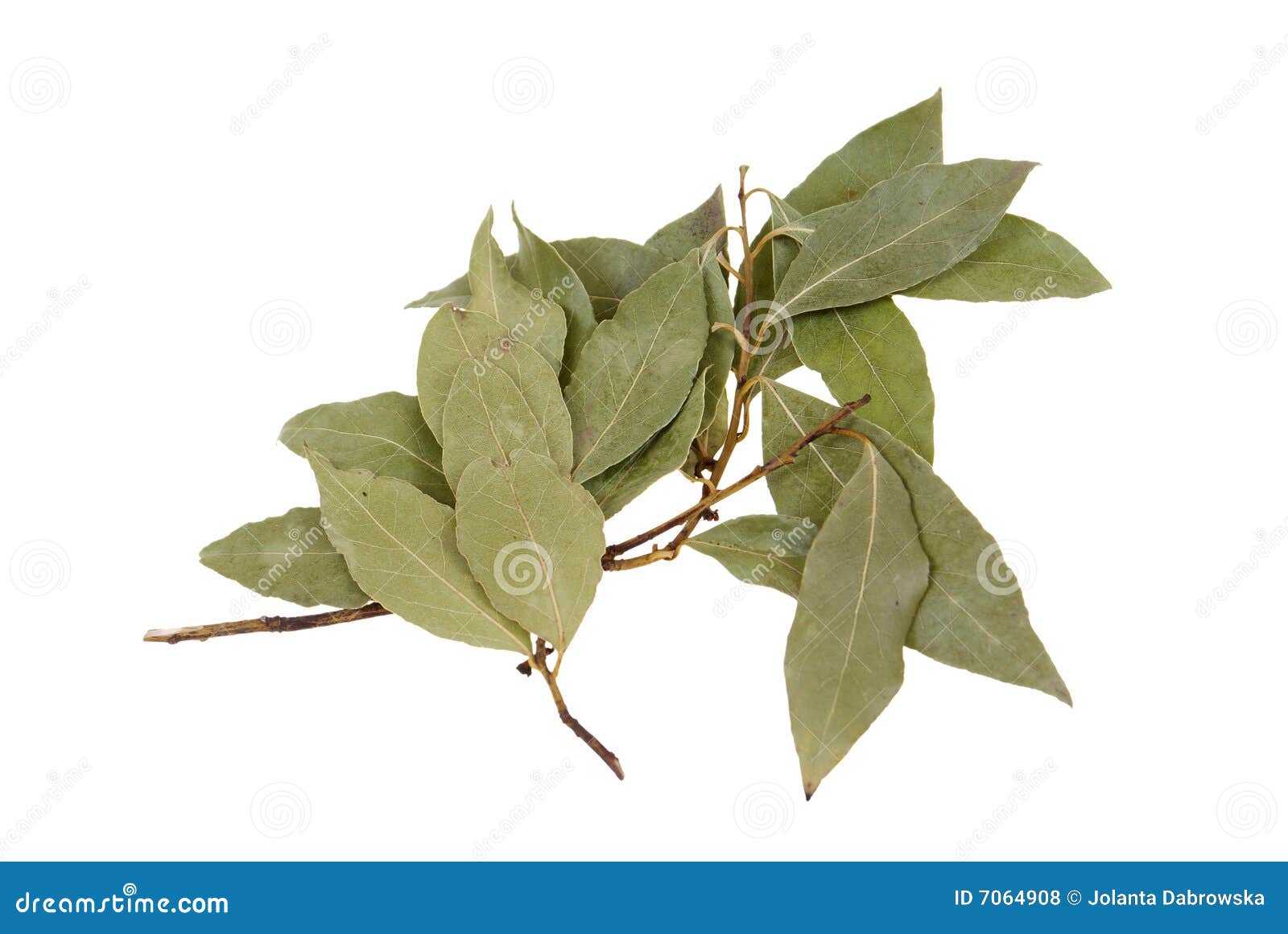 Laureles foto de archivo. Imagen de color, brote, seco - 7064908