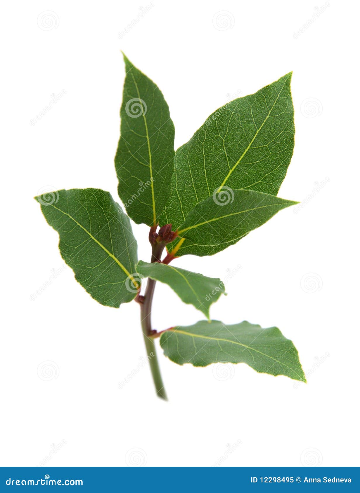 Laurier stock afbeelding. Image of blad, gezond, takje - 12298495