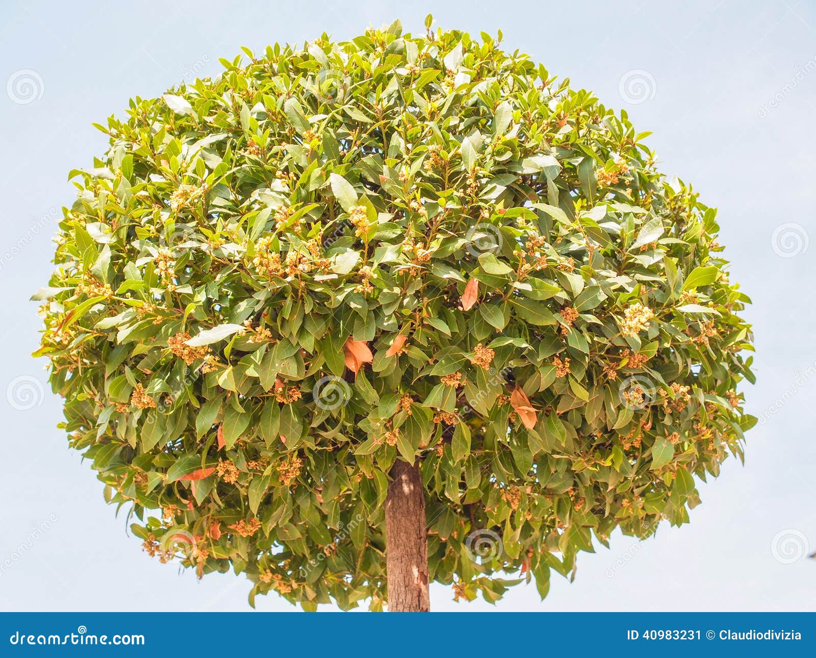 Laurierboom stock afbeelding. Image of zoet, griekenland - 40983231