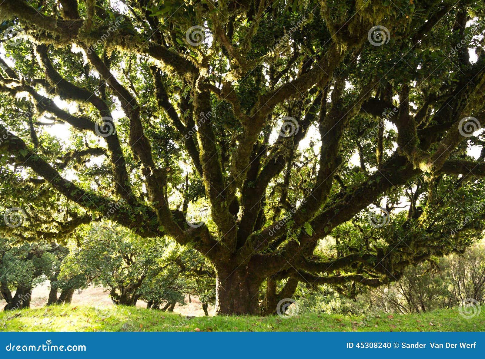 Laurierboom stock foto. Image of groen, mist, laurier - 45308240