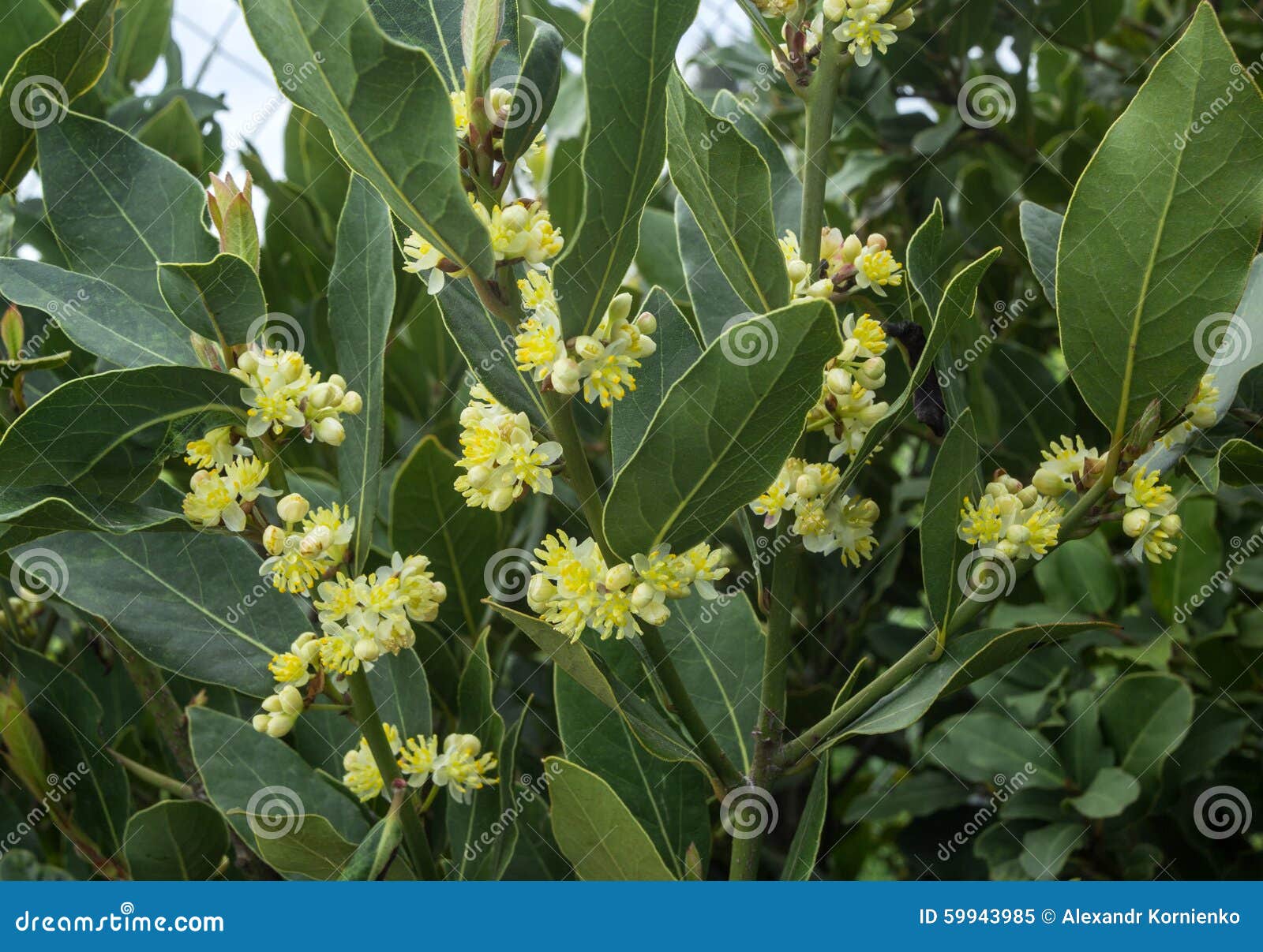Laurierboom stock afbeelding. Image of struik, helder - 59943985