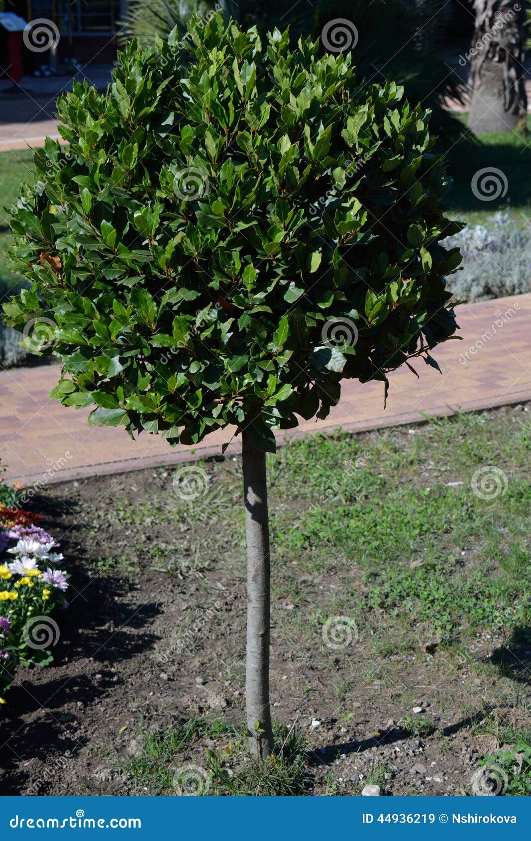 Laurierboom in het park stock afbeelding. Image of eetbaar - 44936219