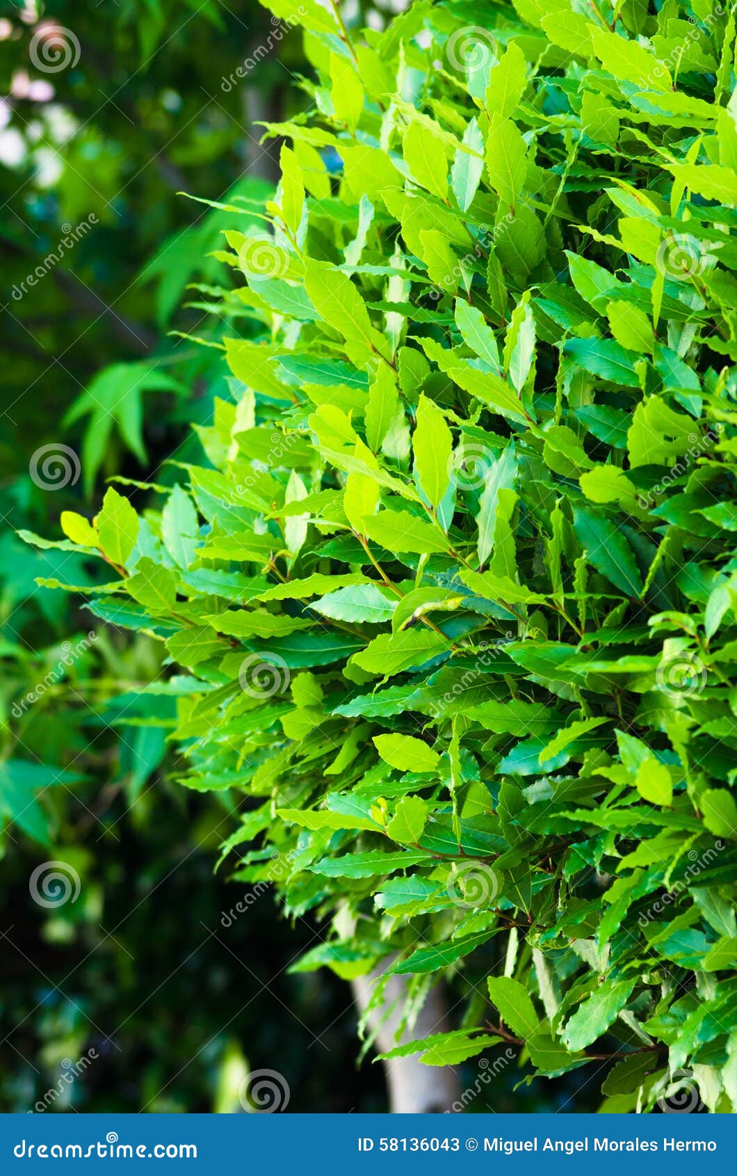 Laurus stock image. Image of aromatic, botany, detail - 58136043