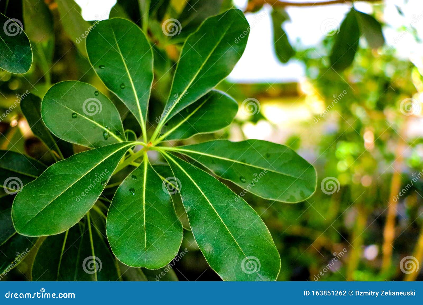 Laurus Nobilis Laurel Tree Green Leaves on Daylight Shoot Stock Photo ...