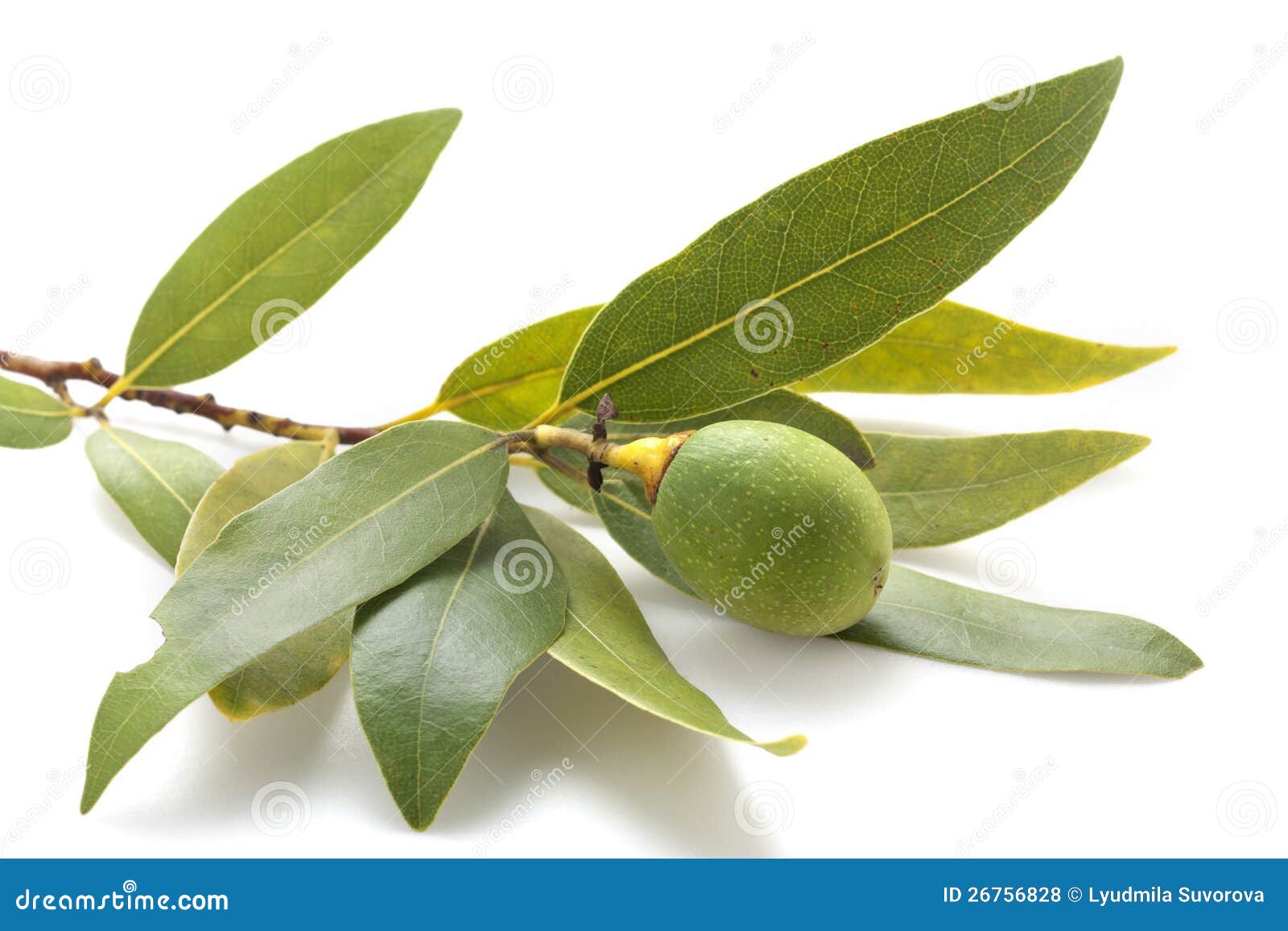 Laurus novocanariensis stock photo. Image of green, aromatic - 26756828