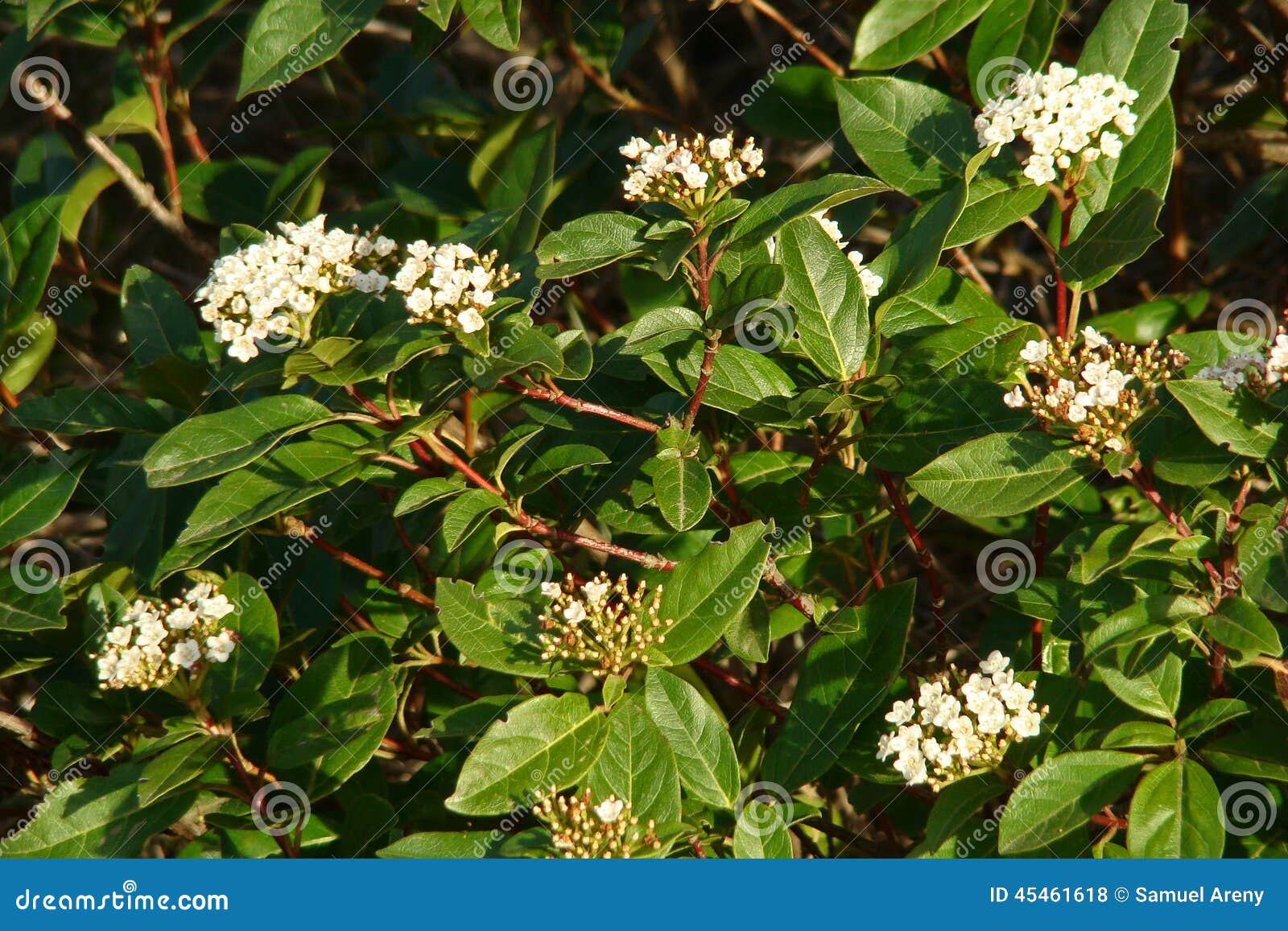 Laurustinus or Laurestine stock photo. Image of flower - 45461618