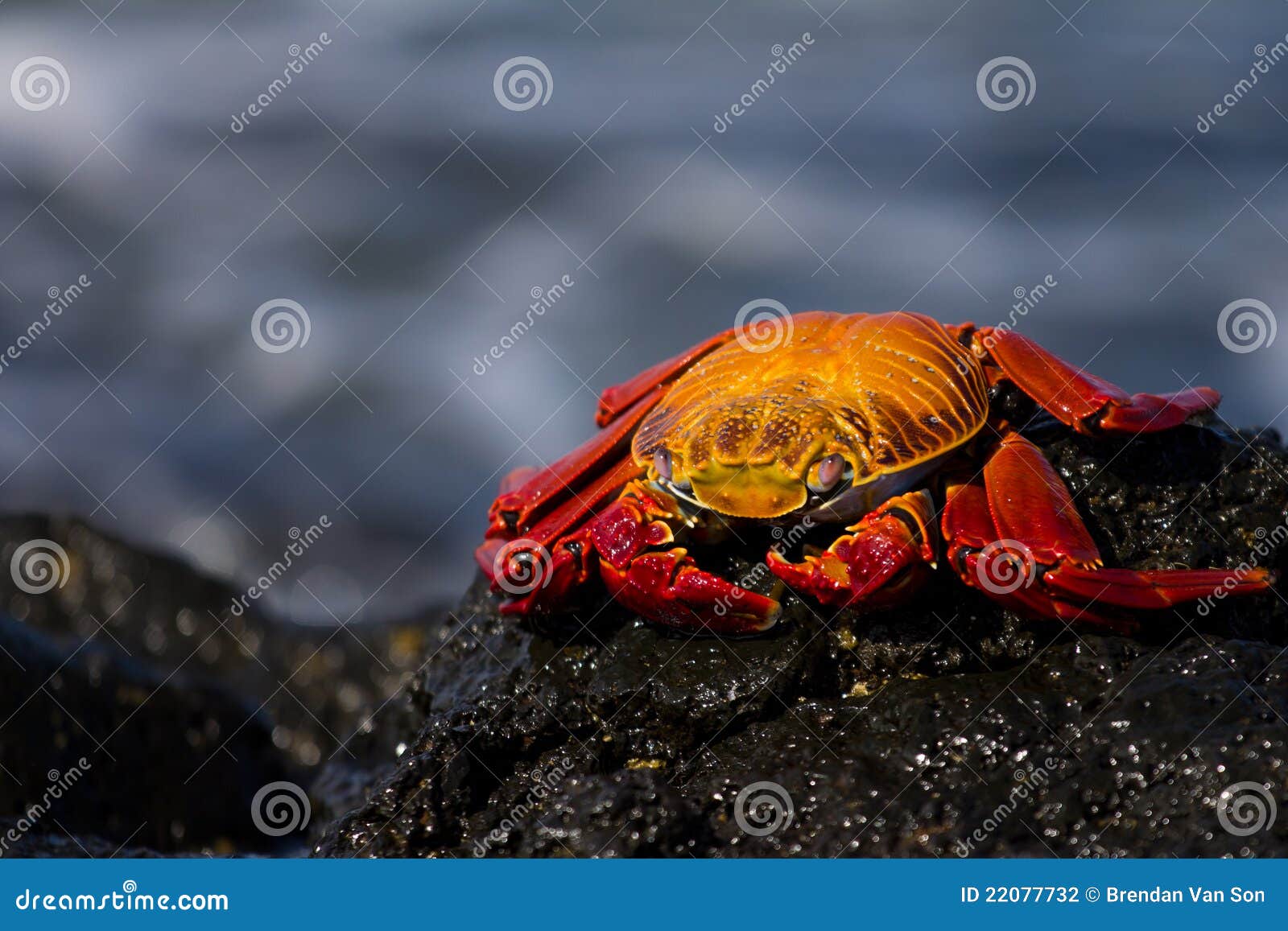 Lava Crab stock photo. Image of crustacean, beach, barchas - 22077732