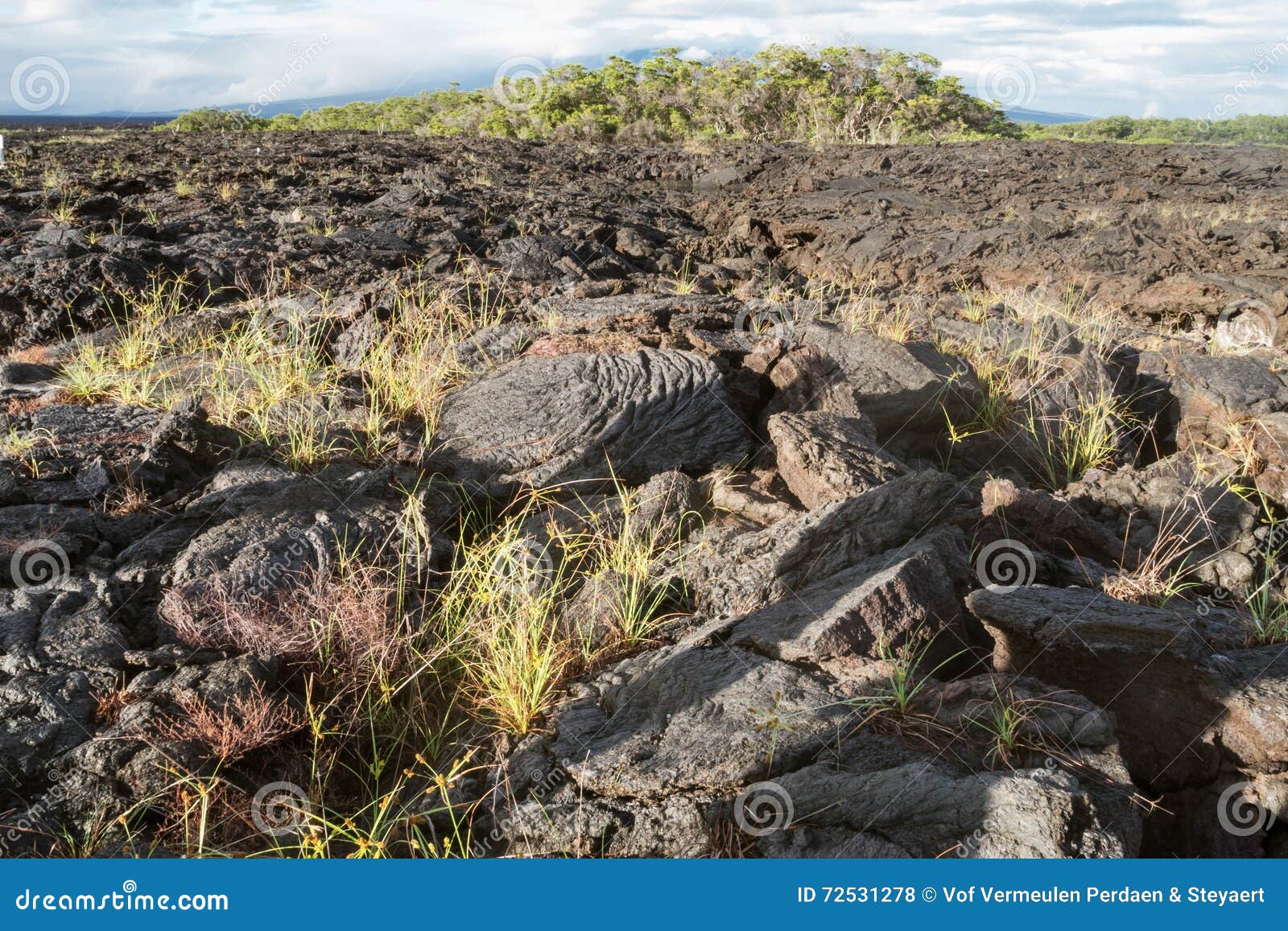 Lava Field with Ropy Pahoehoe on Isabela Stock Photo - Image of isabela ...
