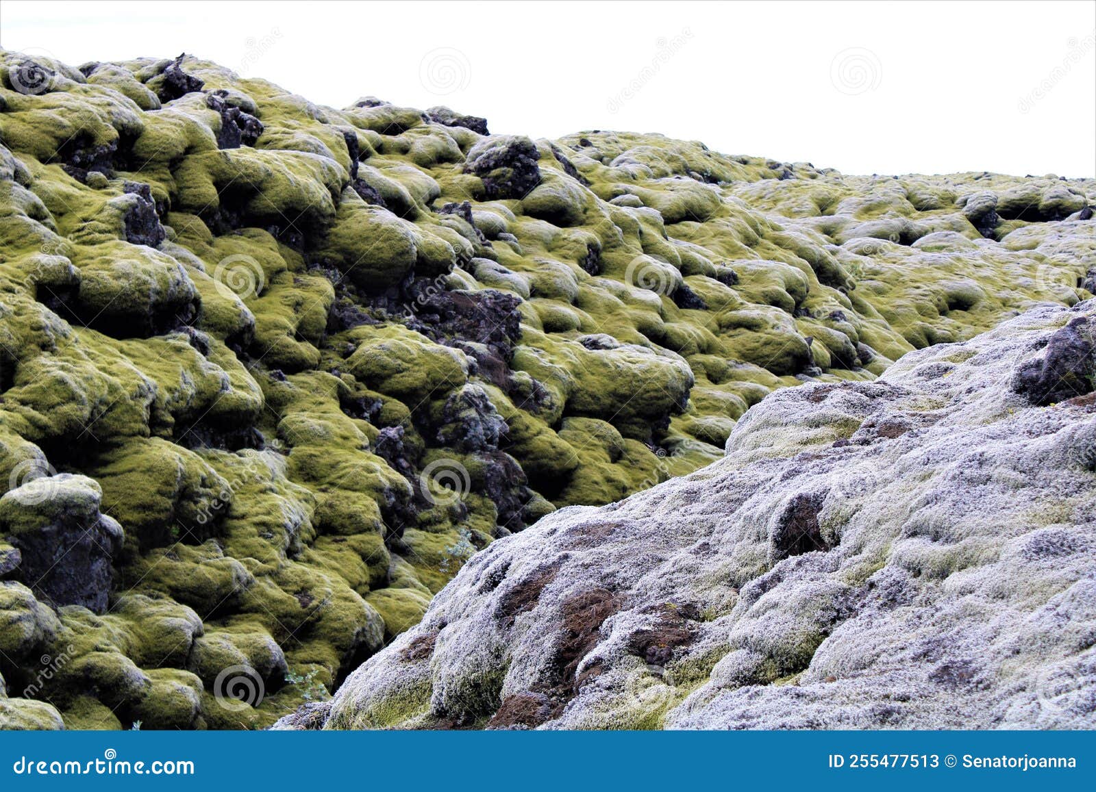 Lava fields in Iceland stock image. Image of surface - 255477513
