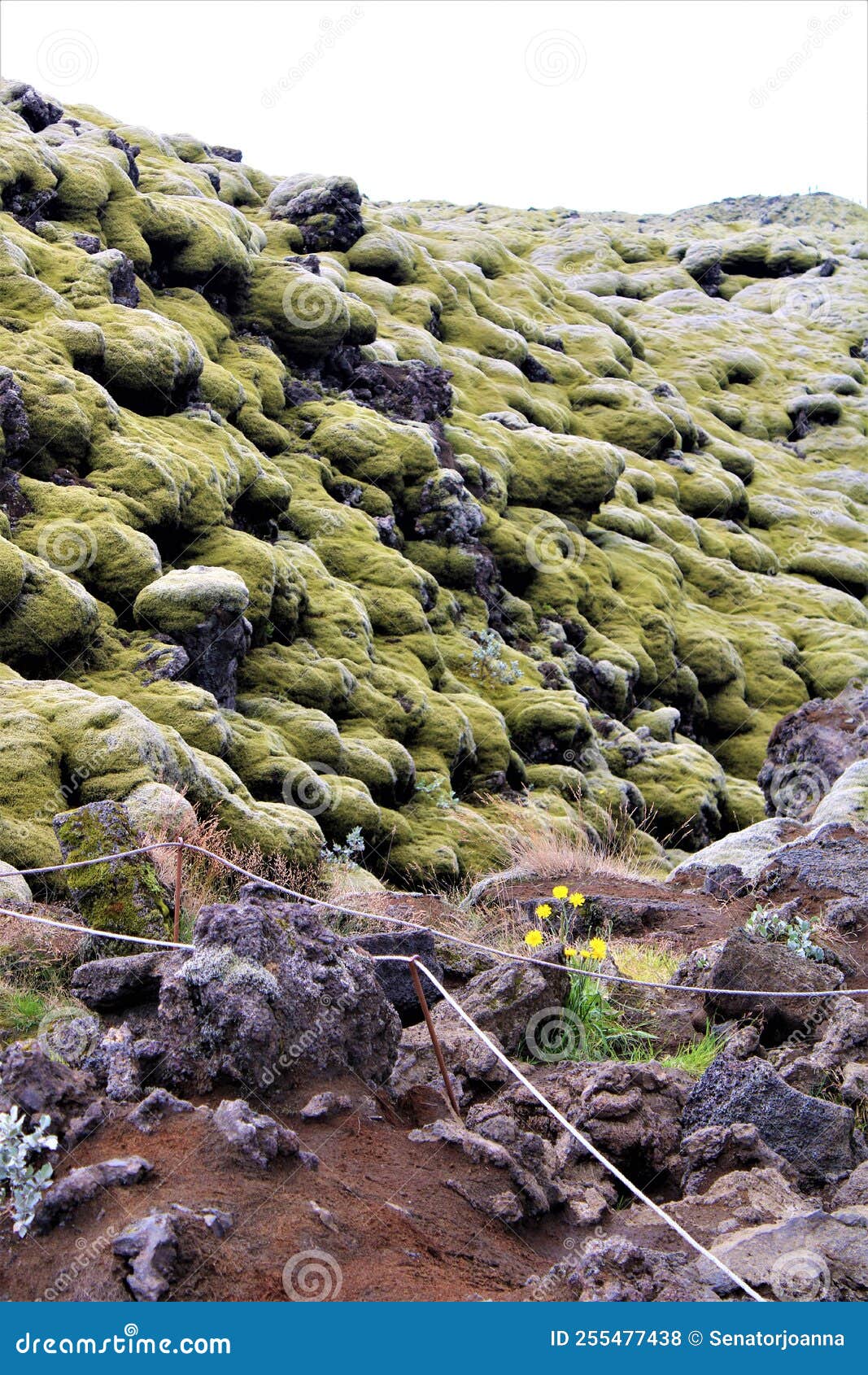 Lava fields in Iceland stock photo. Image of basalt - 255477438